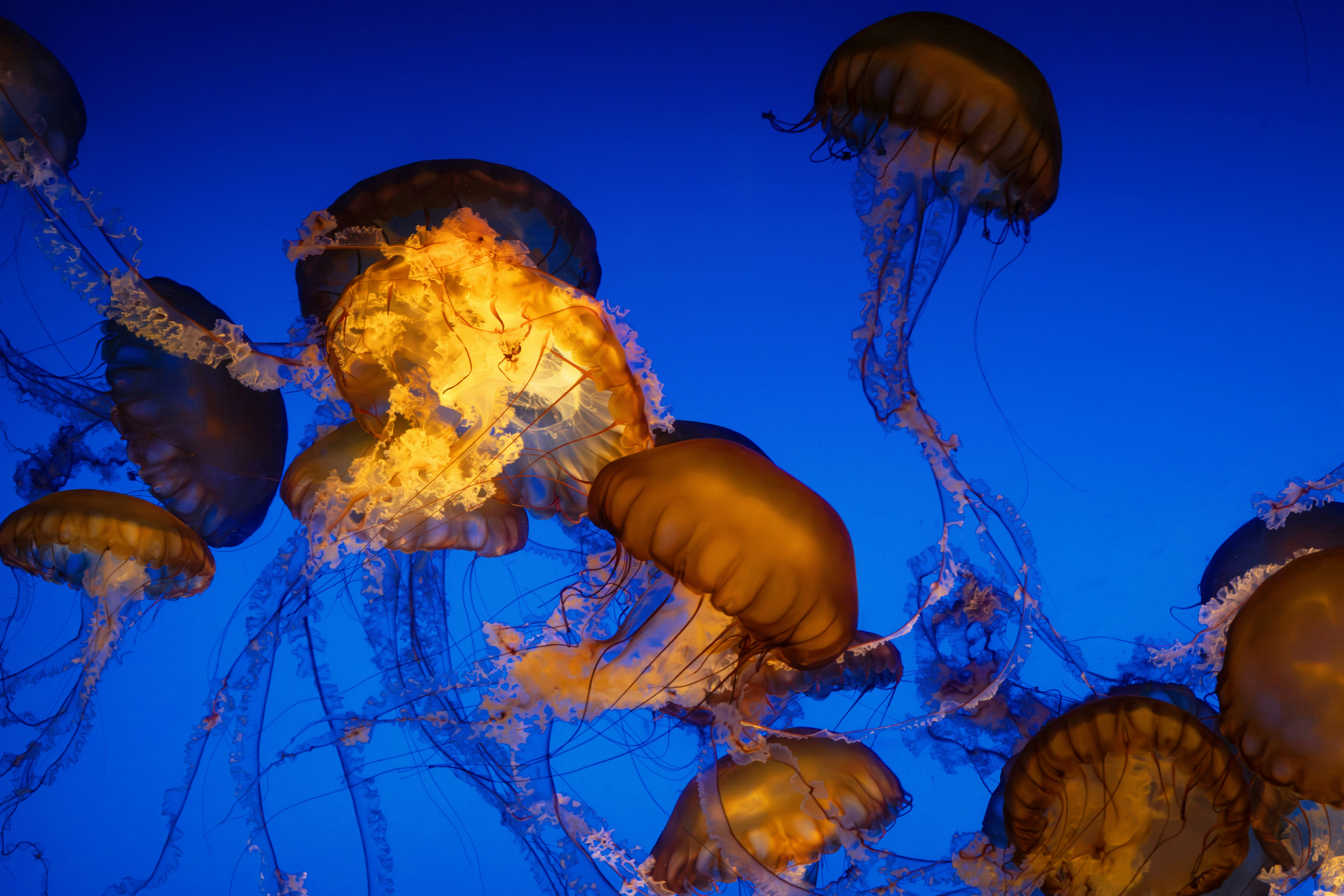 Glow in the Blue: Jellyfish Choir Across the Oceanic Window