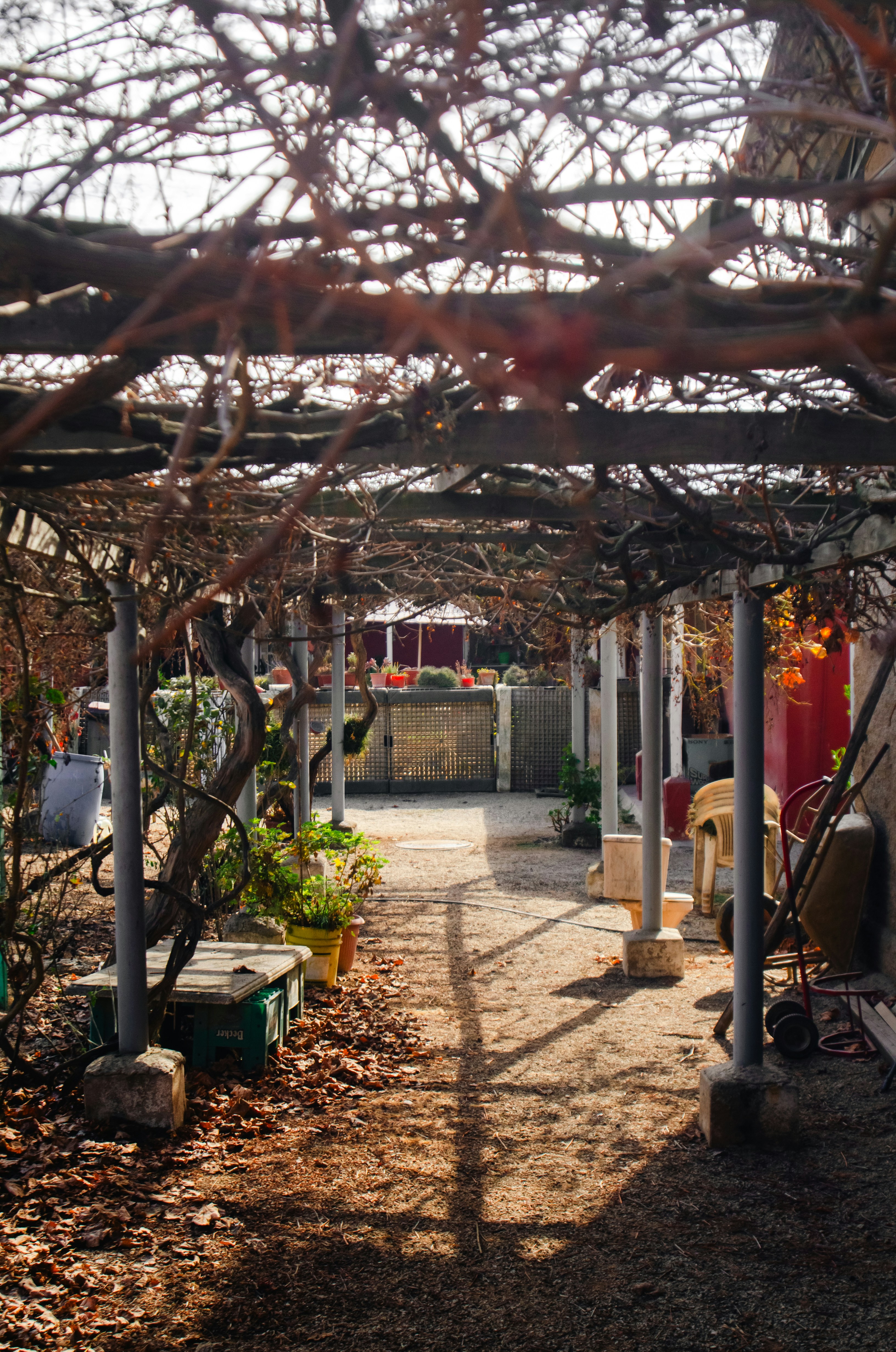 Sunlit Garden Corridor Framed by Bare Vines