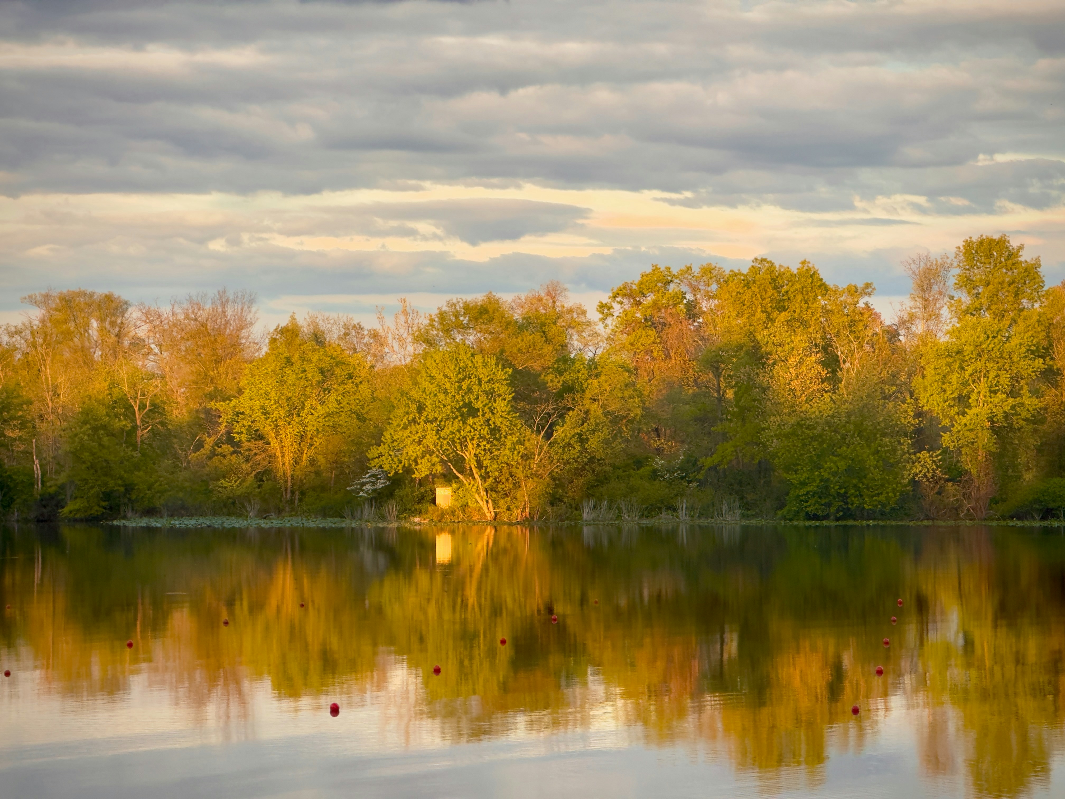 Autumnal Lake Mirror: Trees Blushing Over Quiet Waters