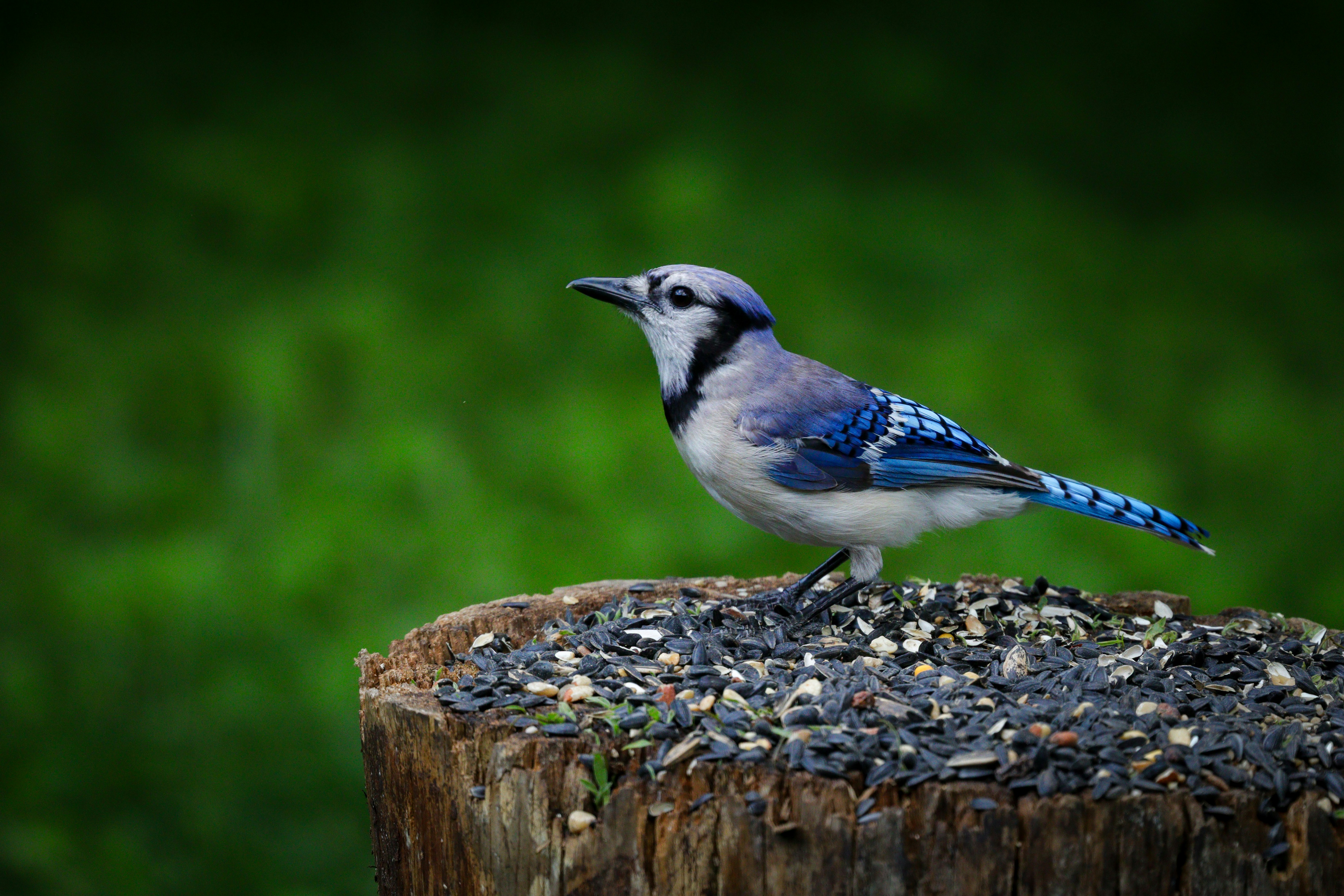 Blue Jay on a Timber Perch: A Moment of Quiet Focus