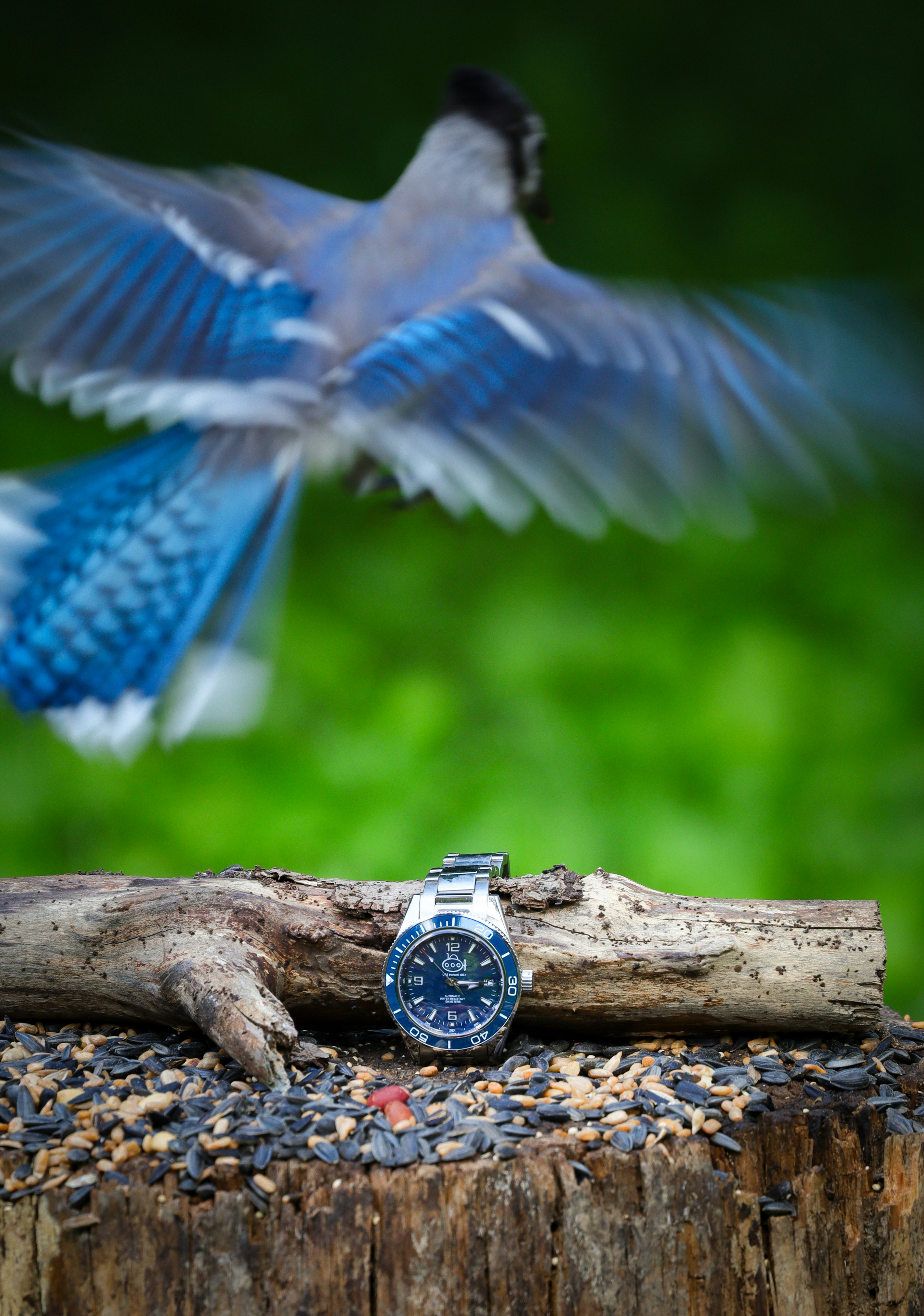 Blue Hour: A Stilled Watch Nestled on Weathered Wood
