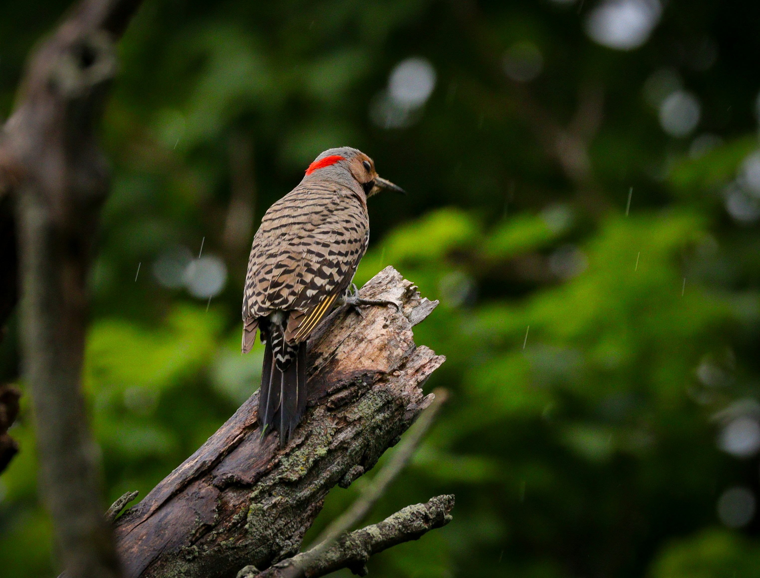 Red-crowned Woodpecker perched on a weathered log amid rain
