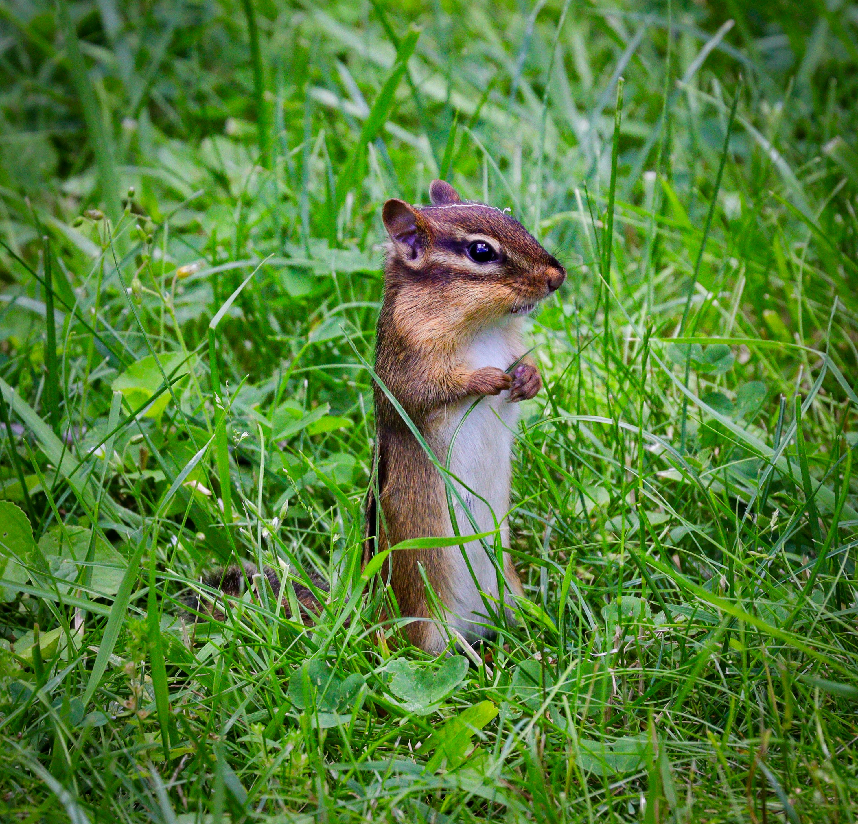 Ground-level Squirrel Spotlight in a Meadow