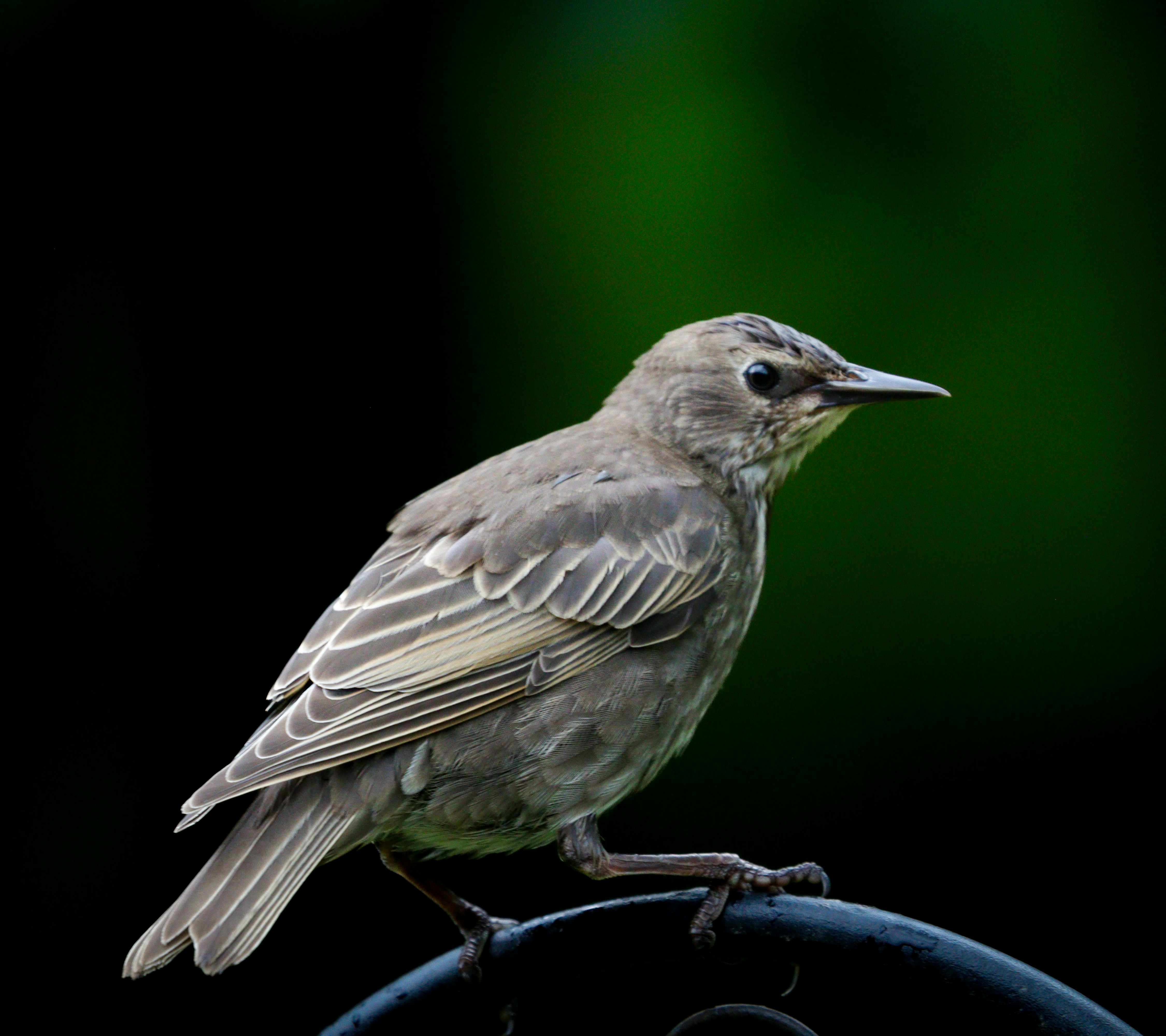 Graceful Call: A Small Bird Perched on a Curved Railing