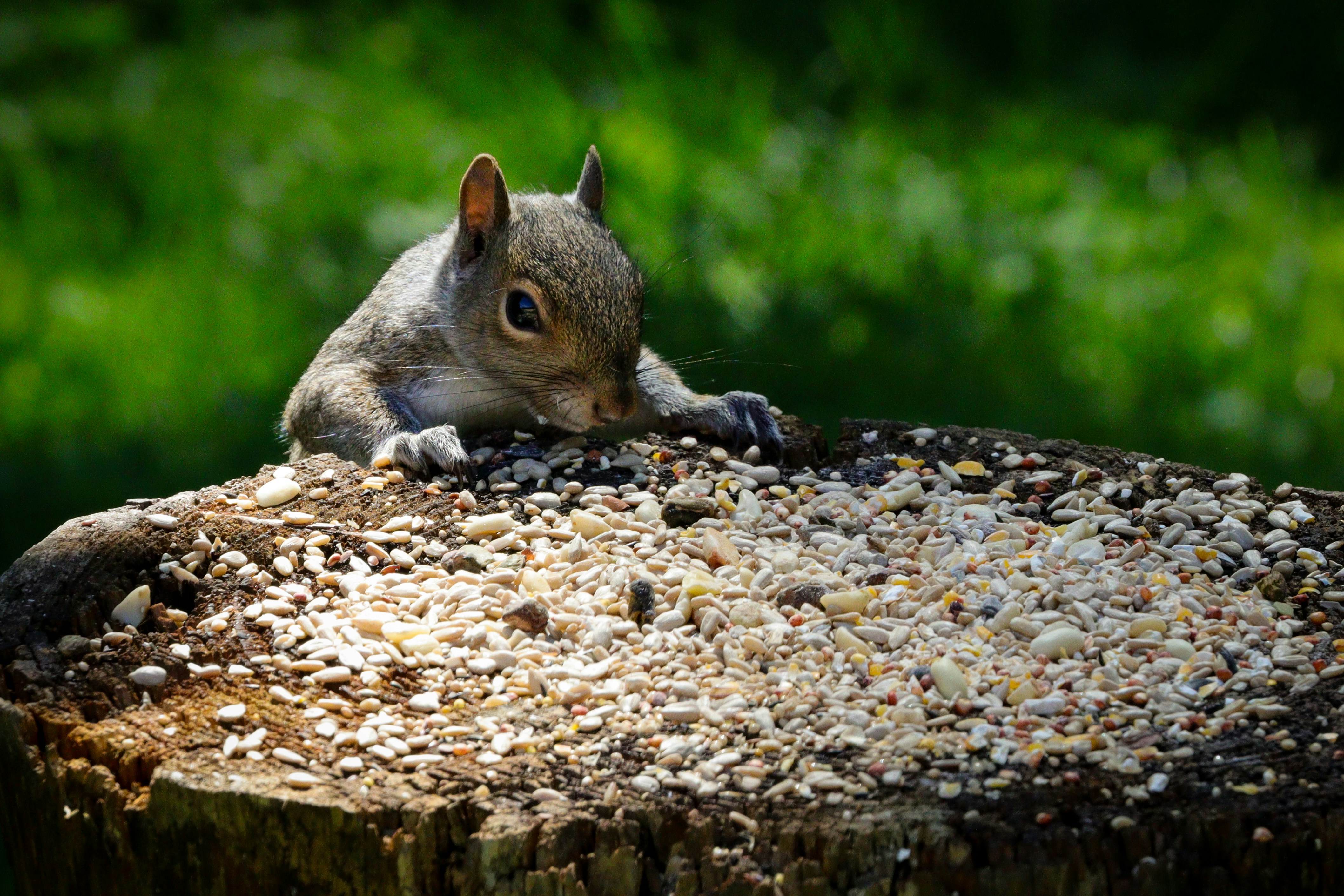 Seed-geddon on a Stump: A Squirrel Surveying Its Cache