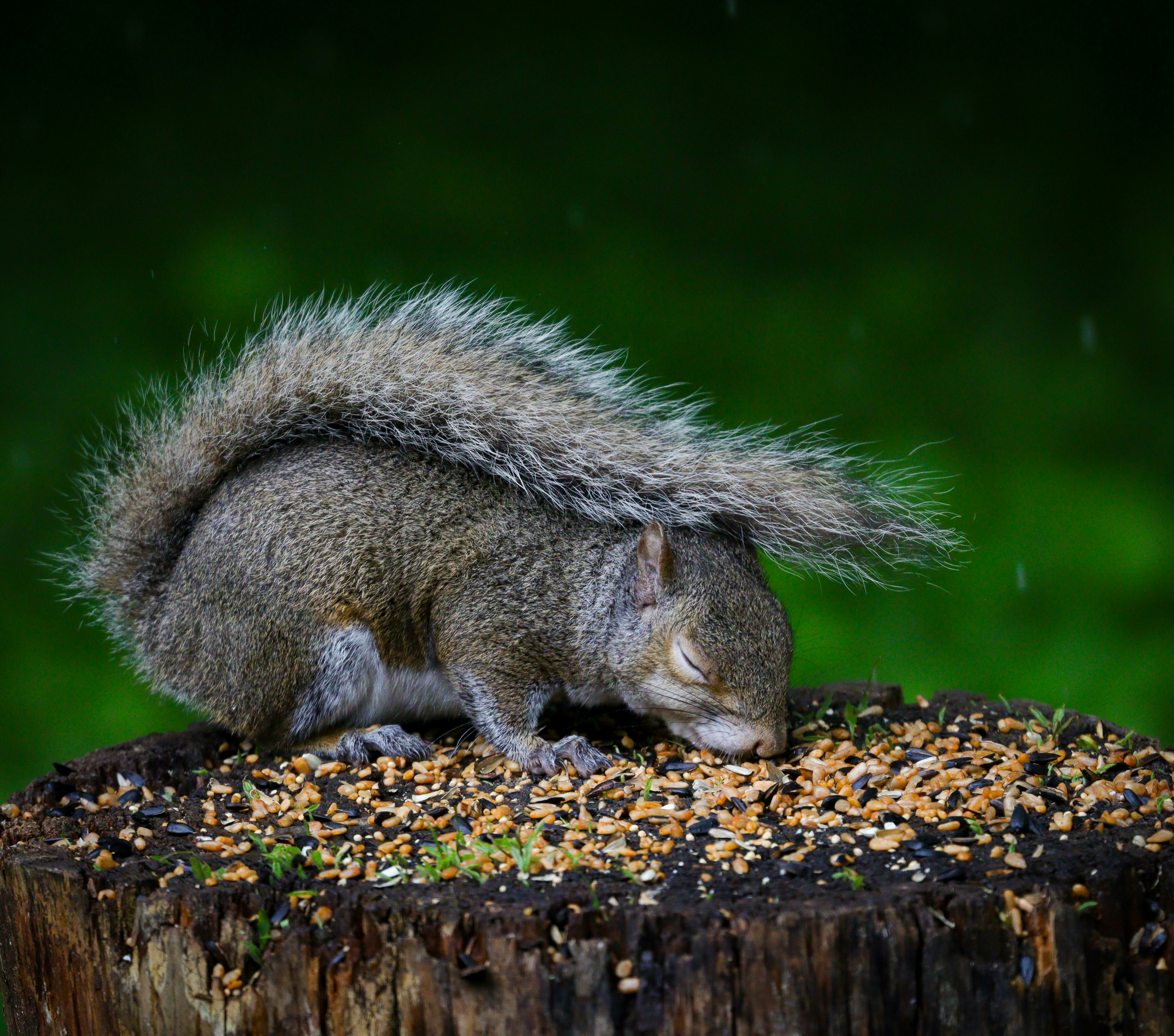 Squirrel on a Seed-Strewn Log: Quiet Pause in the Rain