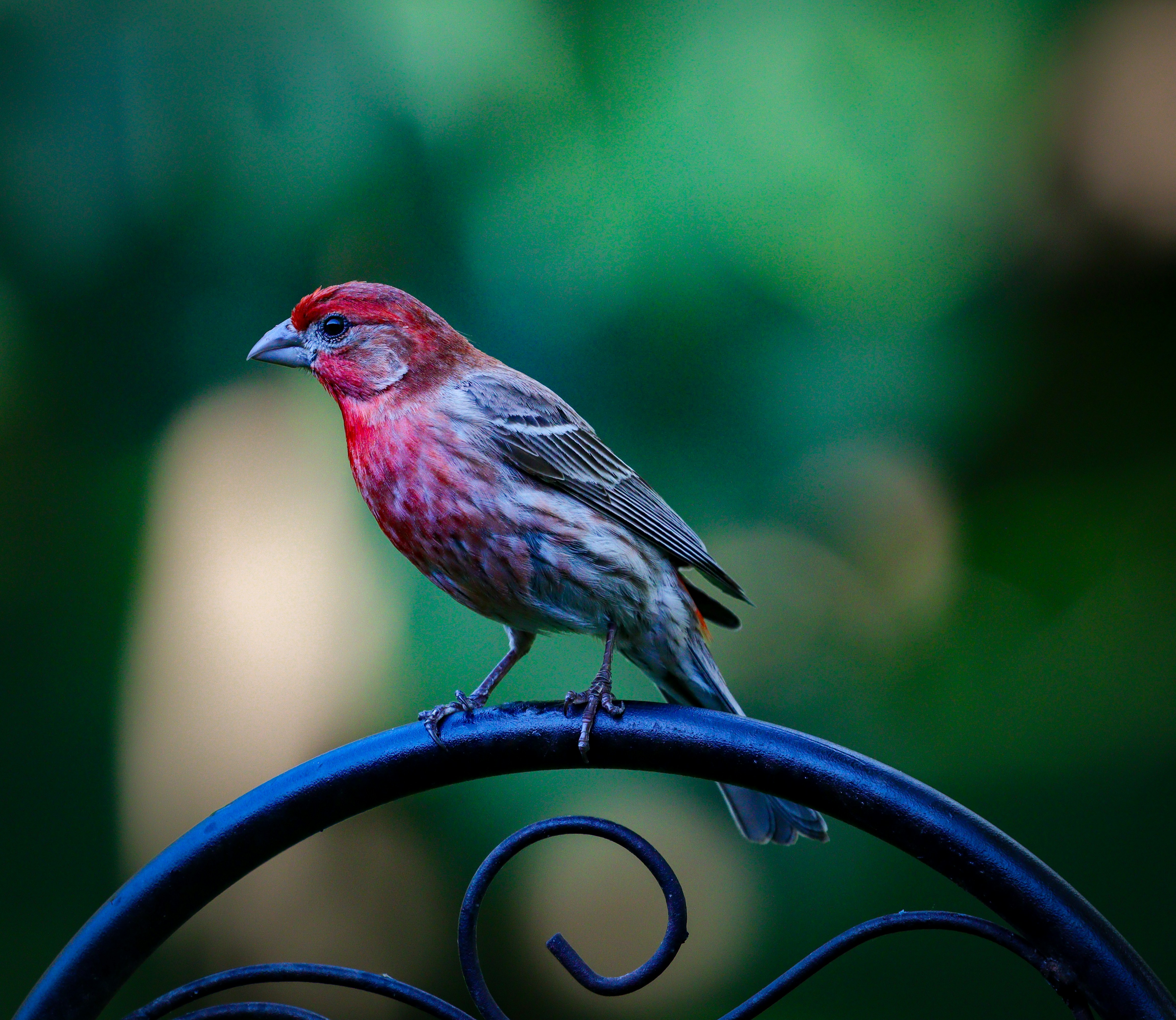 Red House Finch on Iron Arch