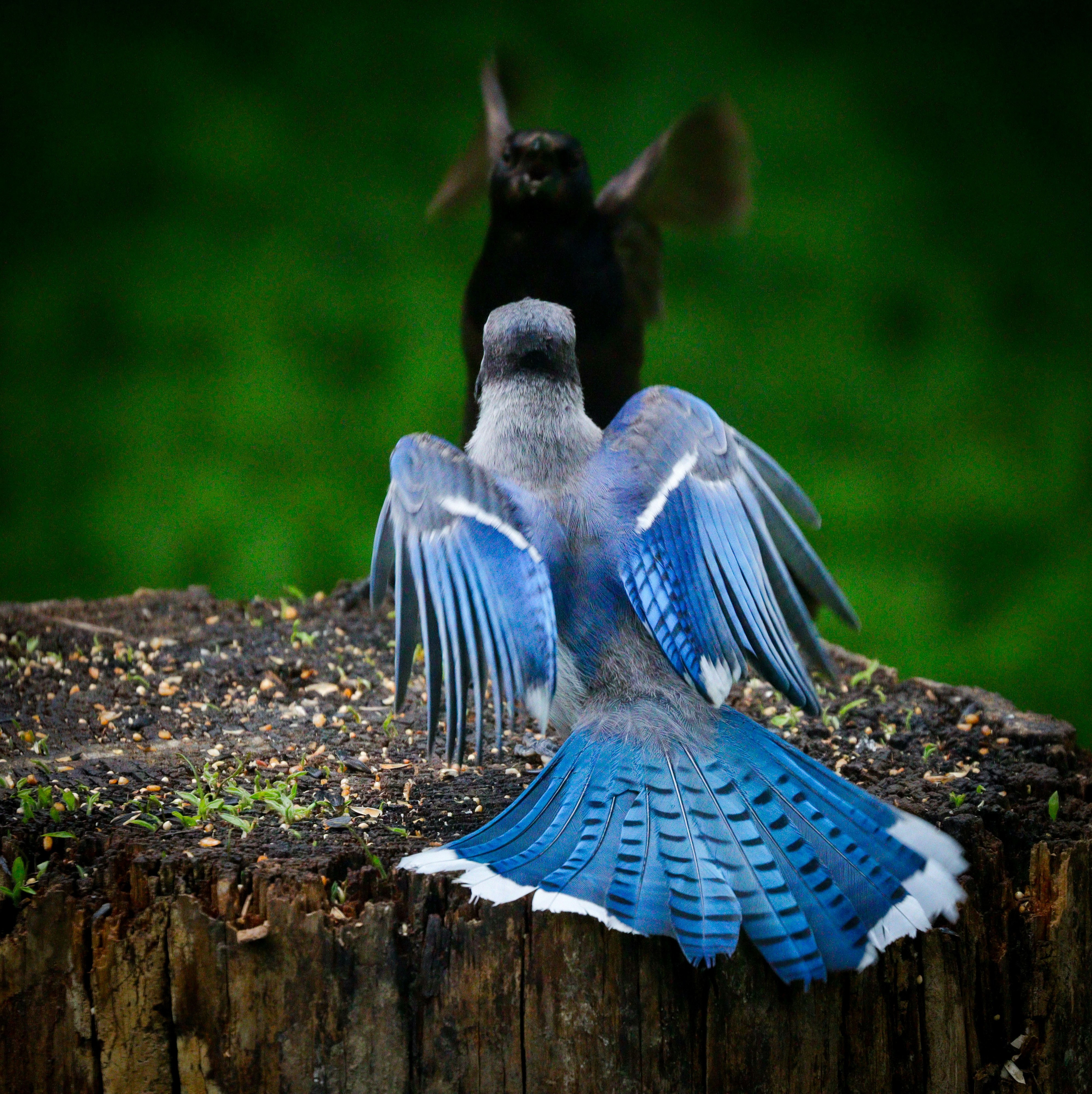 Blue-tailed Posture: A Bird Landing on the Log