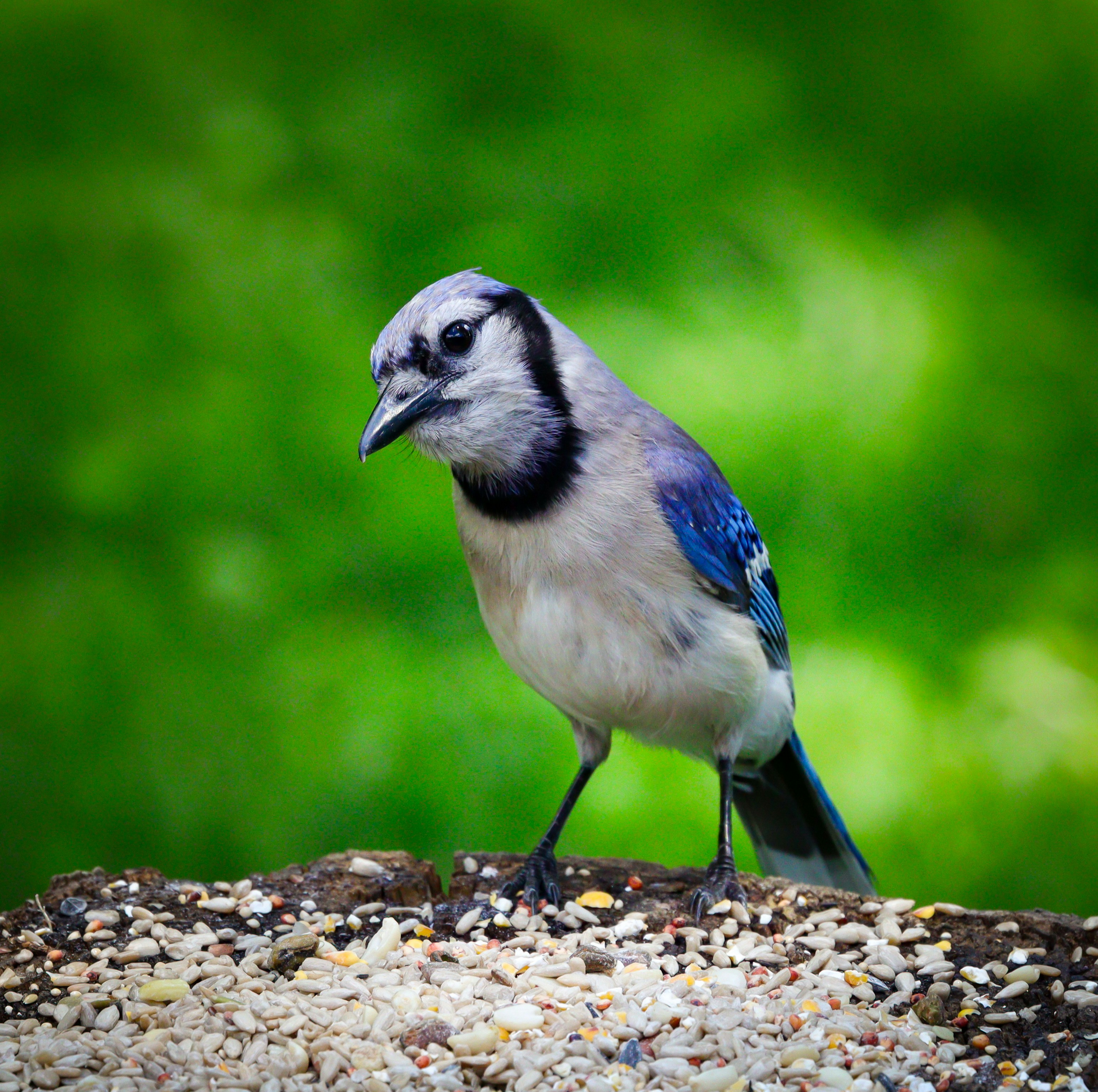 Blue Jay on Pebble Mat: A Moment of Quiet Sentry