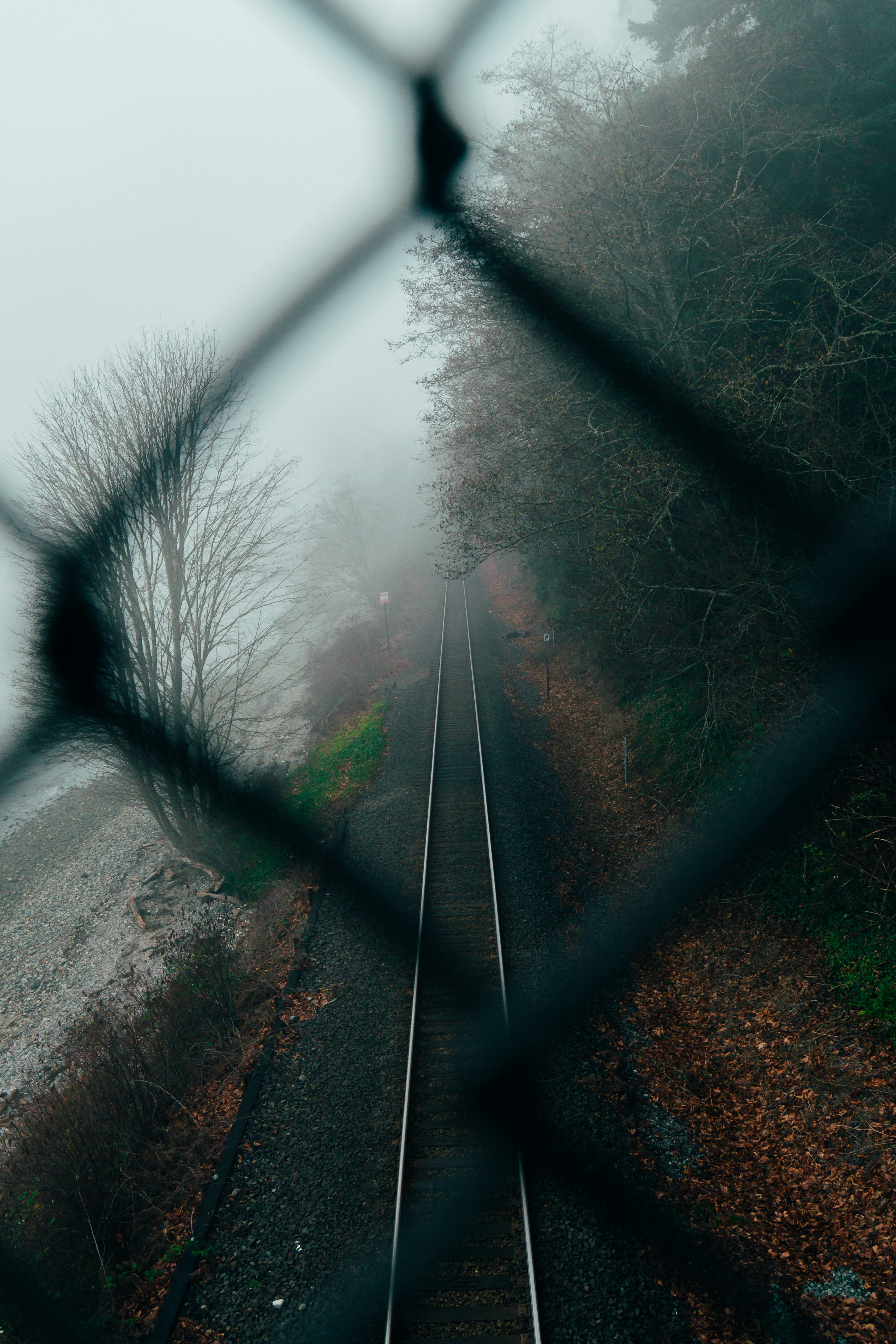 Fog-blanketed Rails: A Steel Ribbon Winding into Silence
