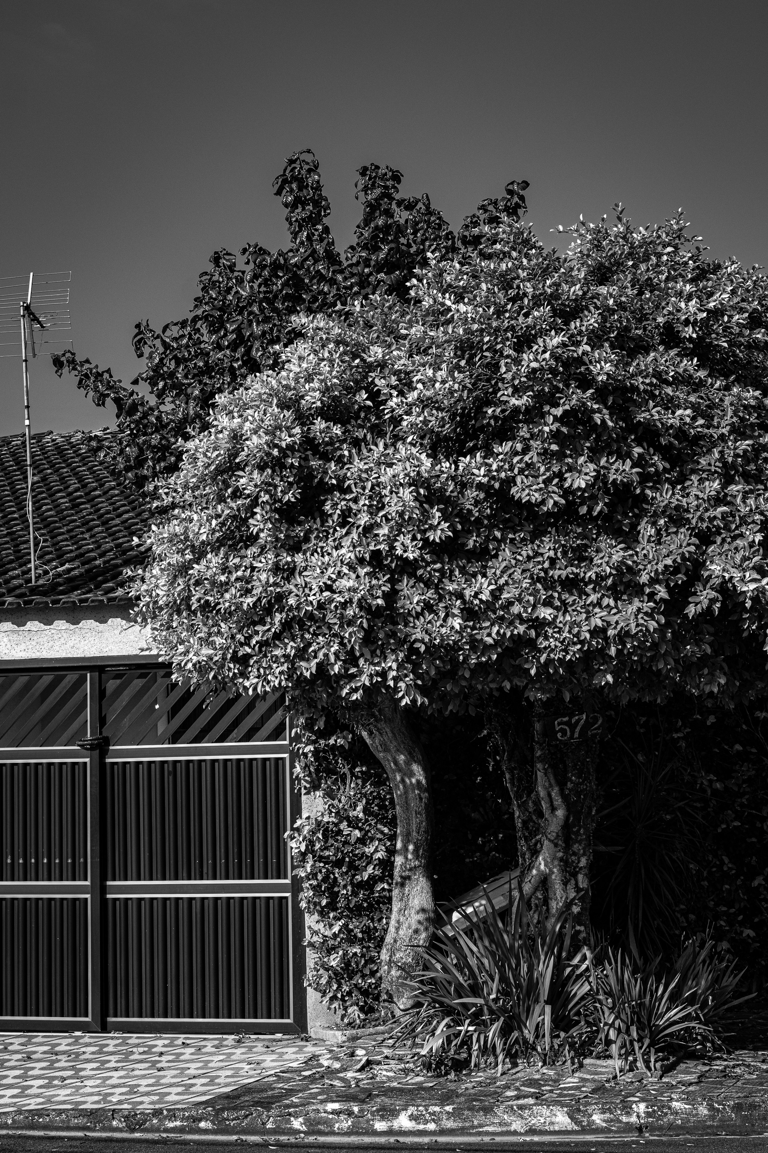 Overgrown Portal: A Tree Arches Over a Shaded Entrance