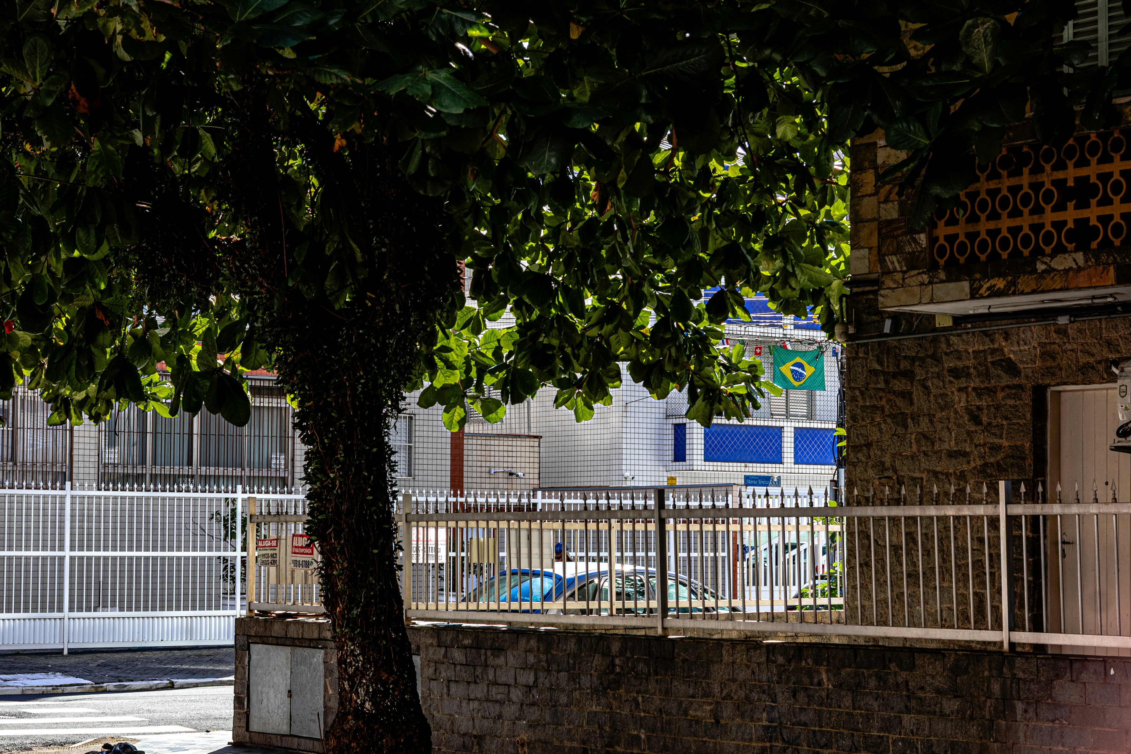 Tree Canopy Framing an Urban Scene