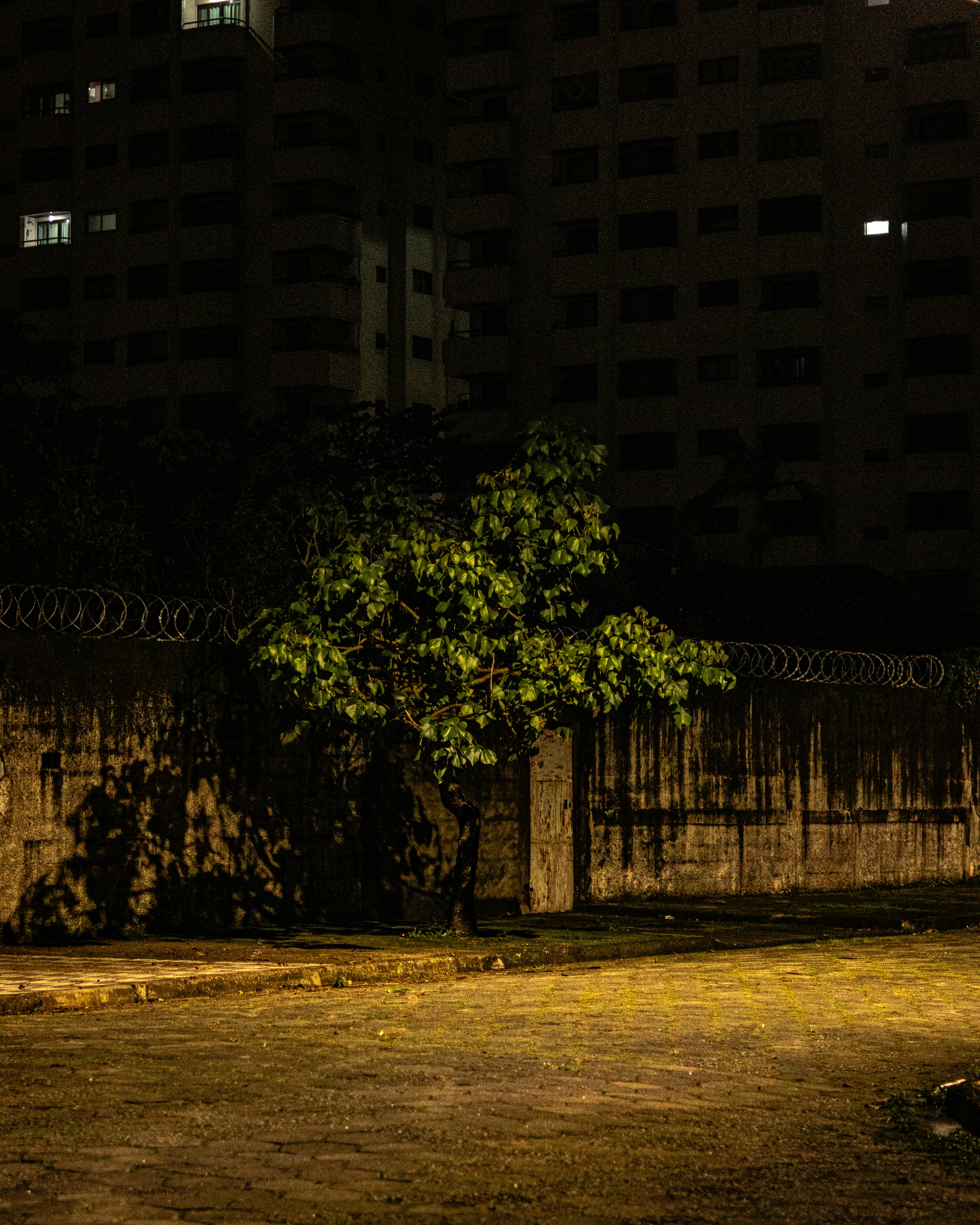 Moonlit Break: A lone tree in front of a barbed-wired wall under a dim urban night