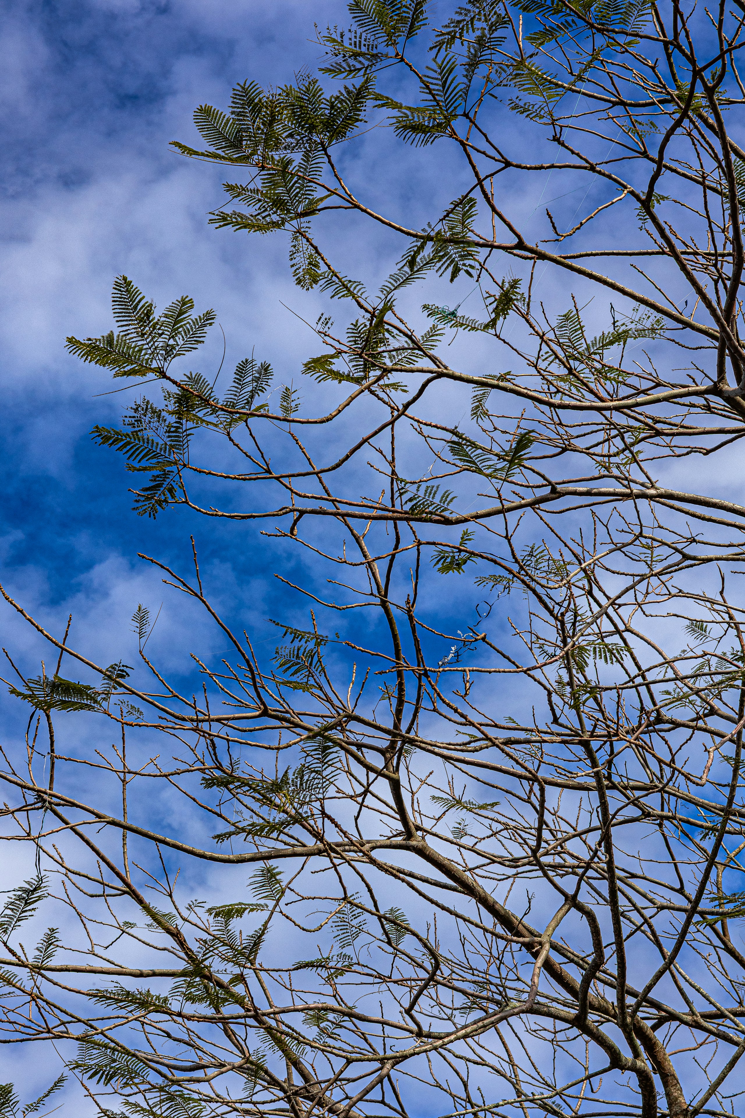 Branch network against a bright blue sky