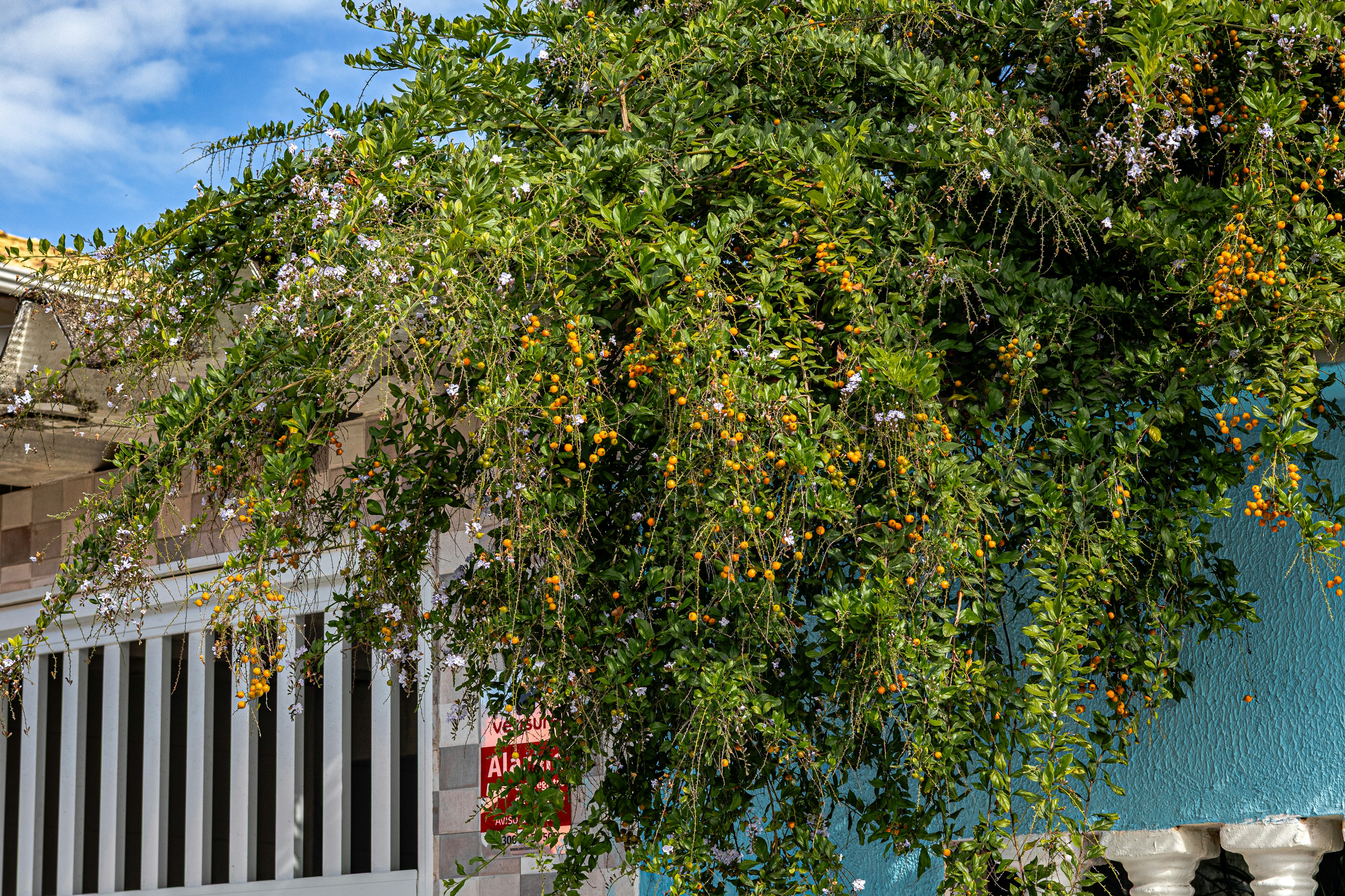 Cascading greenery over a sunlit courtyard wall