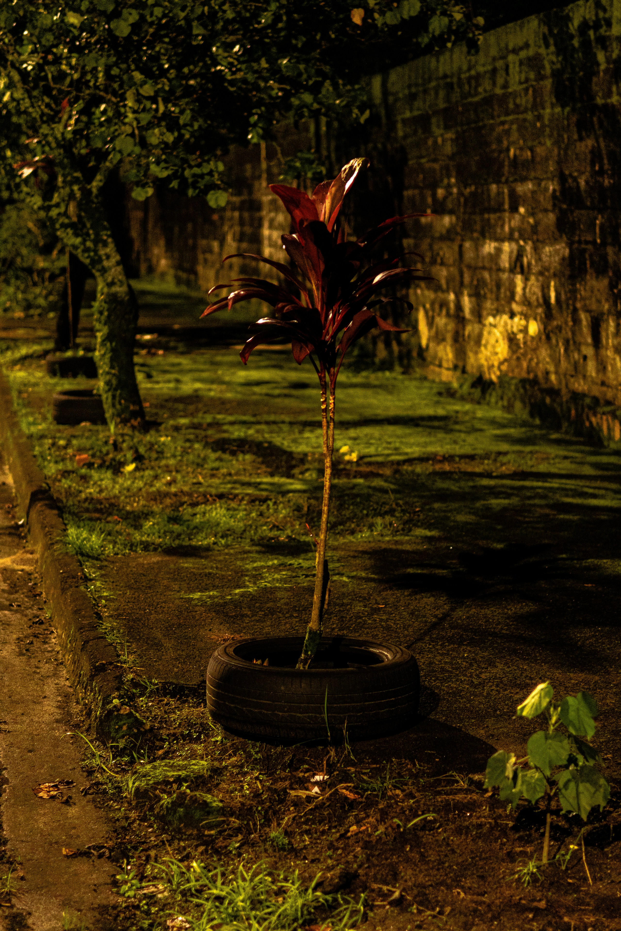 A lone plant grows from a tire at night, symbolizing resilience and hope.