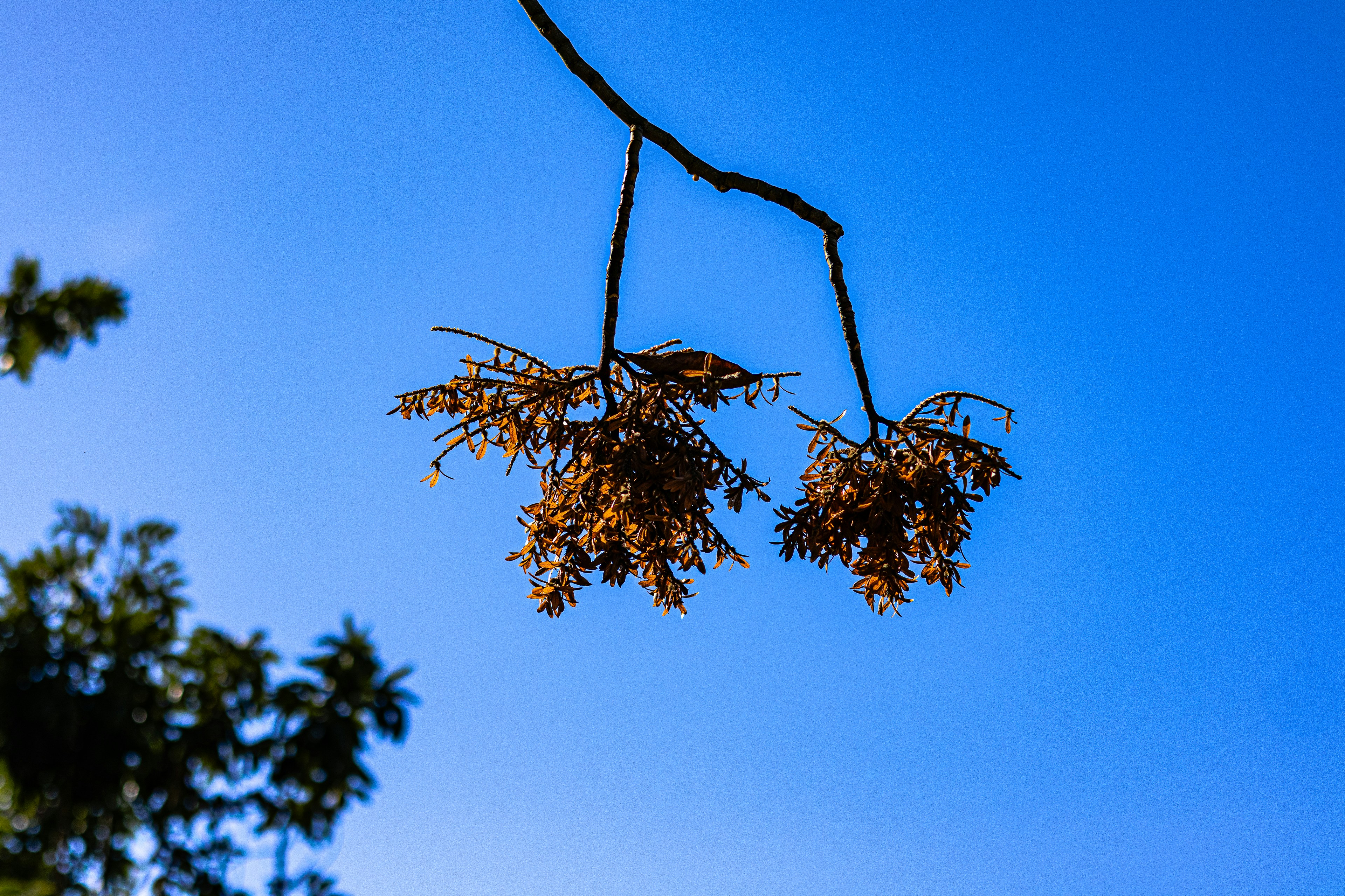 Dried seed pods hang from a branch against a clear blue sky, symbolizing the end of a cycle.