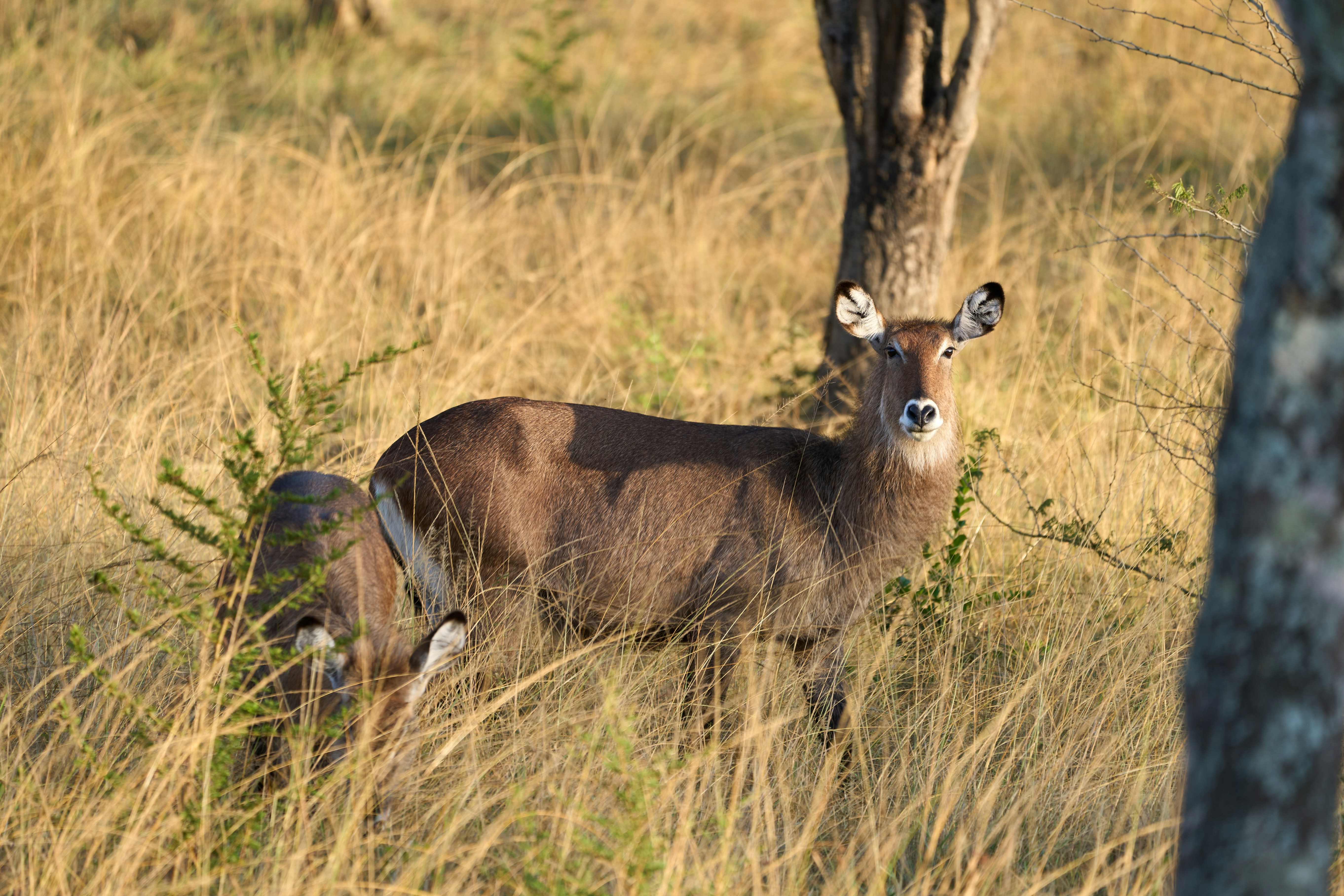 Amber Grasswatch: A lone deer pausing among sunlit reeds