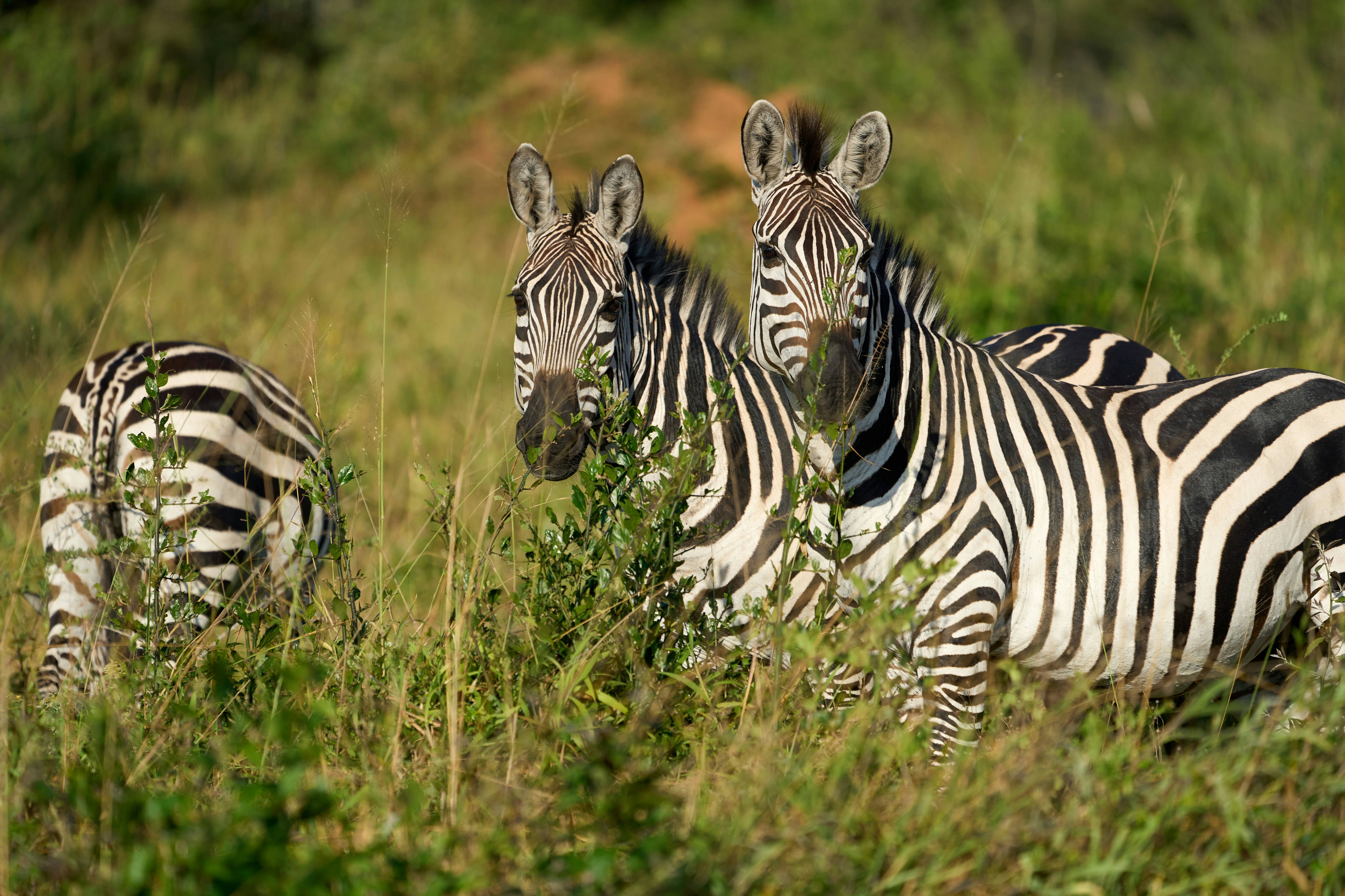 Zebras in a sunlit clearing: a trio watches the horizon