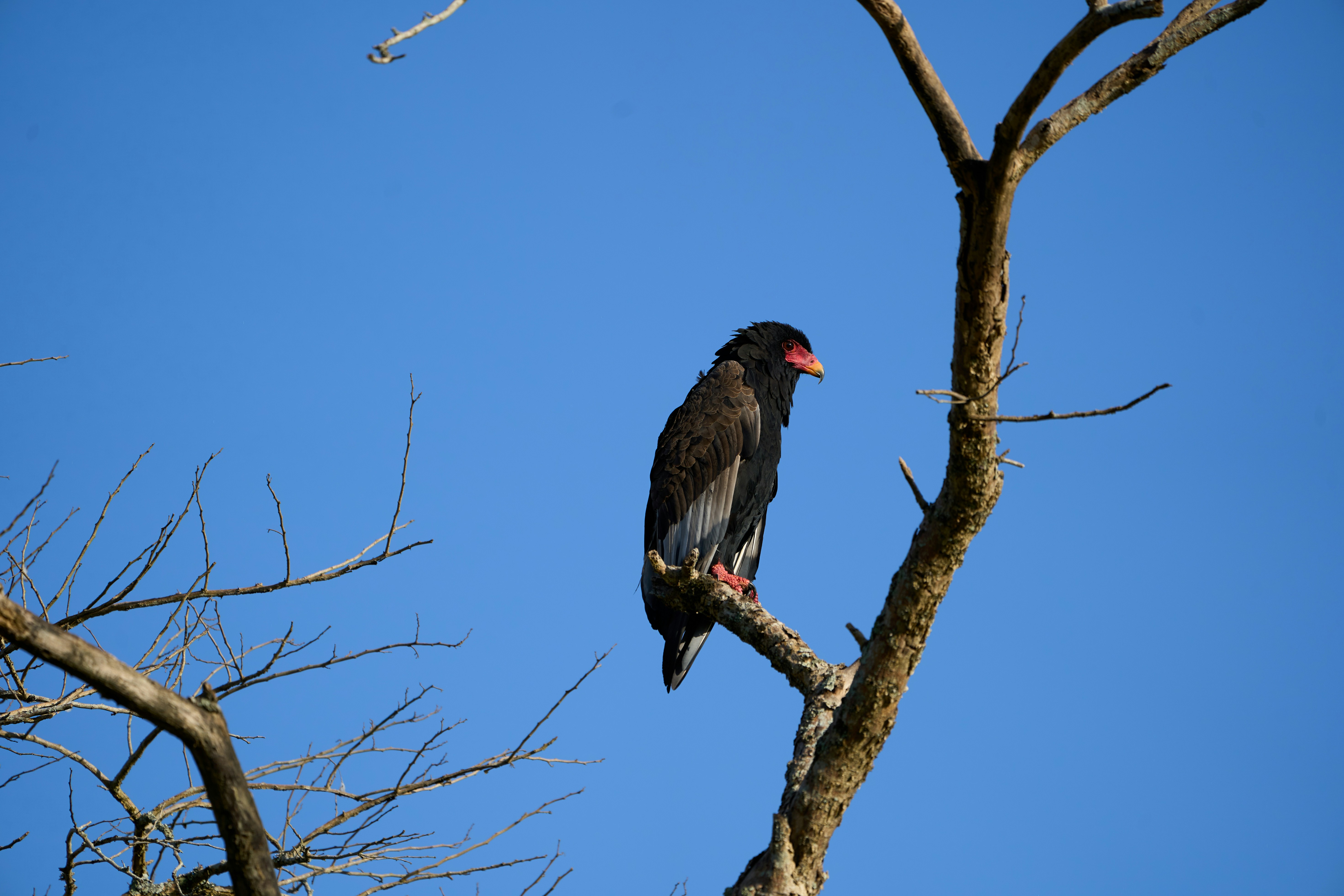 Perched Black Kite against a Clear Azure Sky