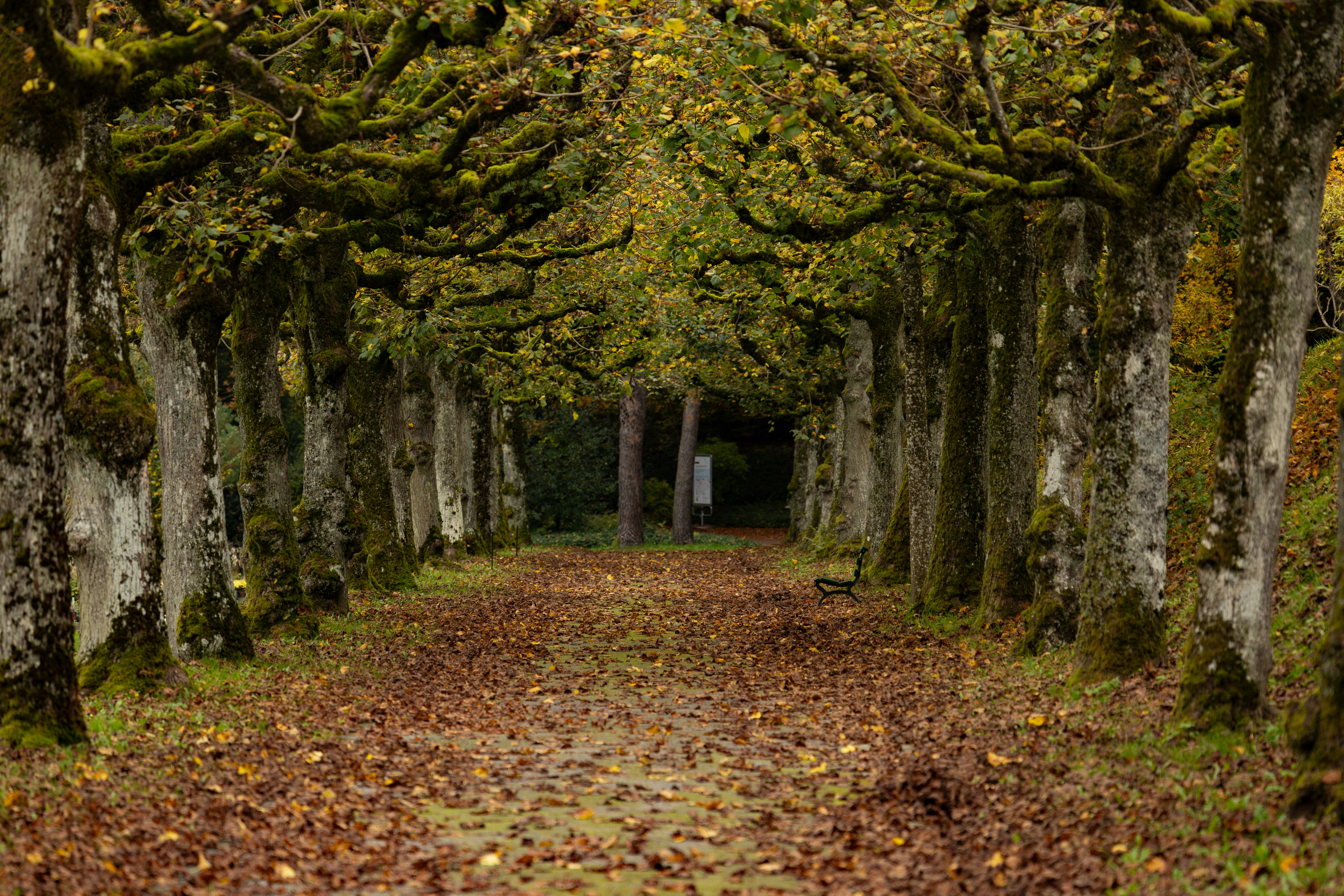 Autumn Aisle: A Road of Fallen Leaves Between Graded Arches