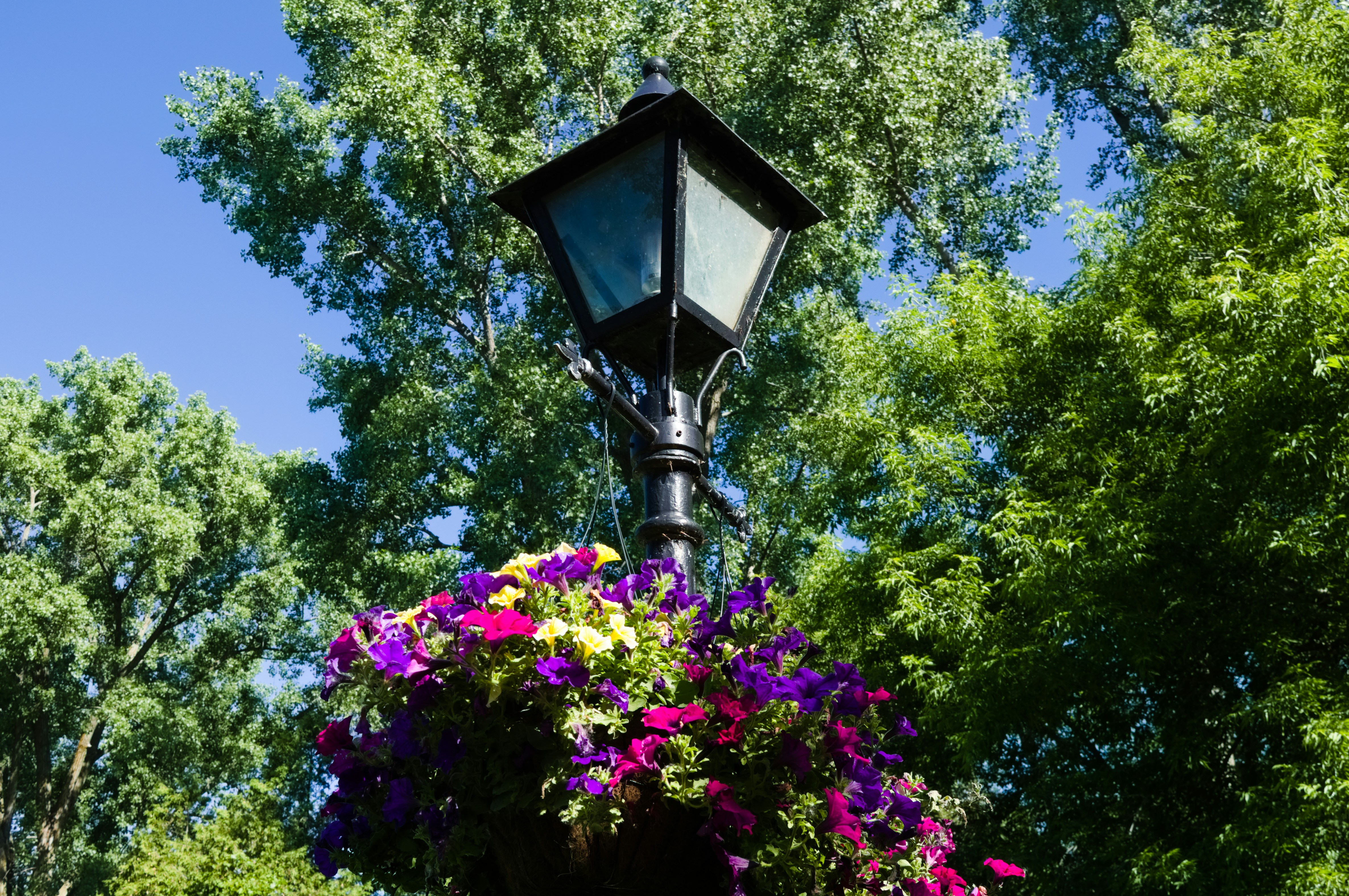 Vibrant flower basket adorns a classic street lantern set against a backdrop of green trees in daylight.