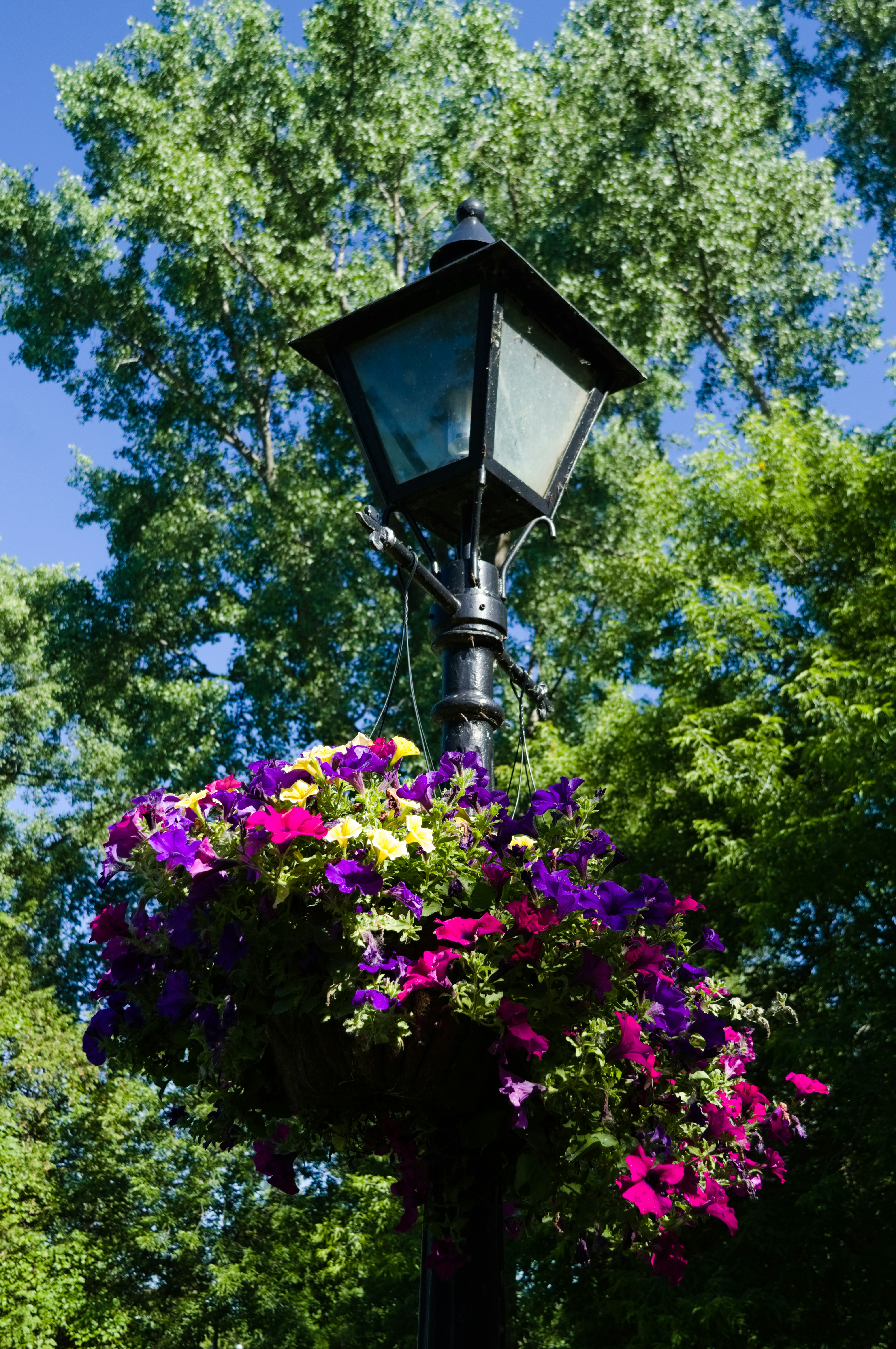 Lantern in Bloom: A Sunlit Streetside Flower Basket framing an urban lantern