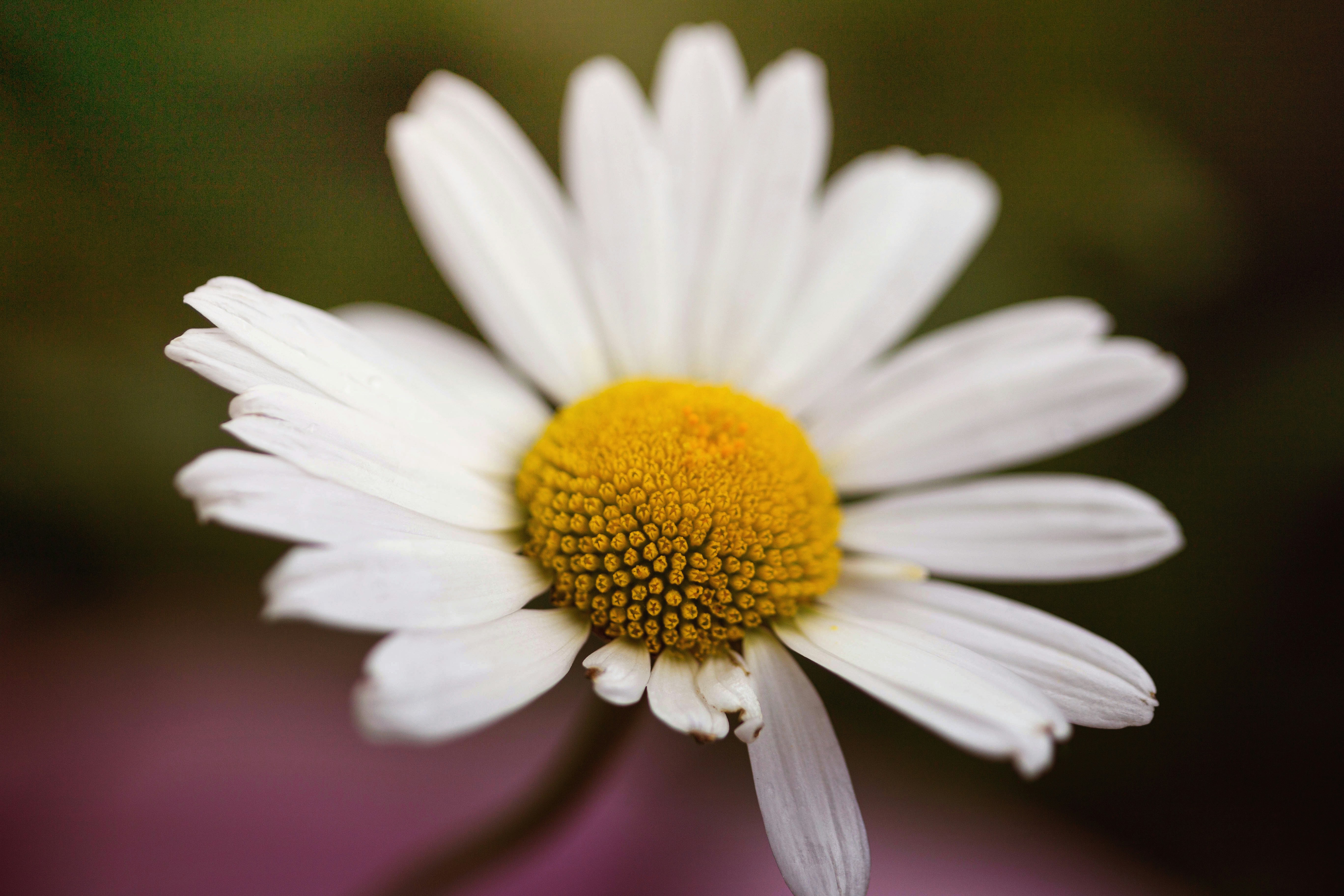 Close-Up Daisy Crown: Macro Bloom with Creamy Backdrop