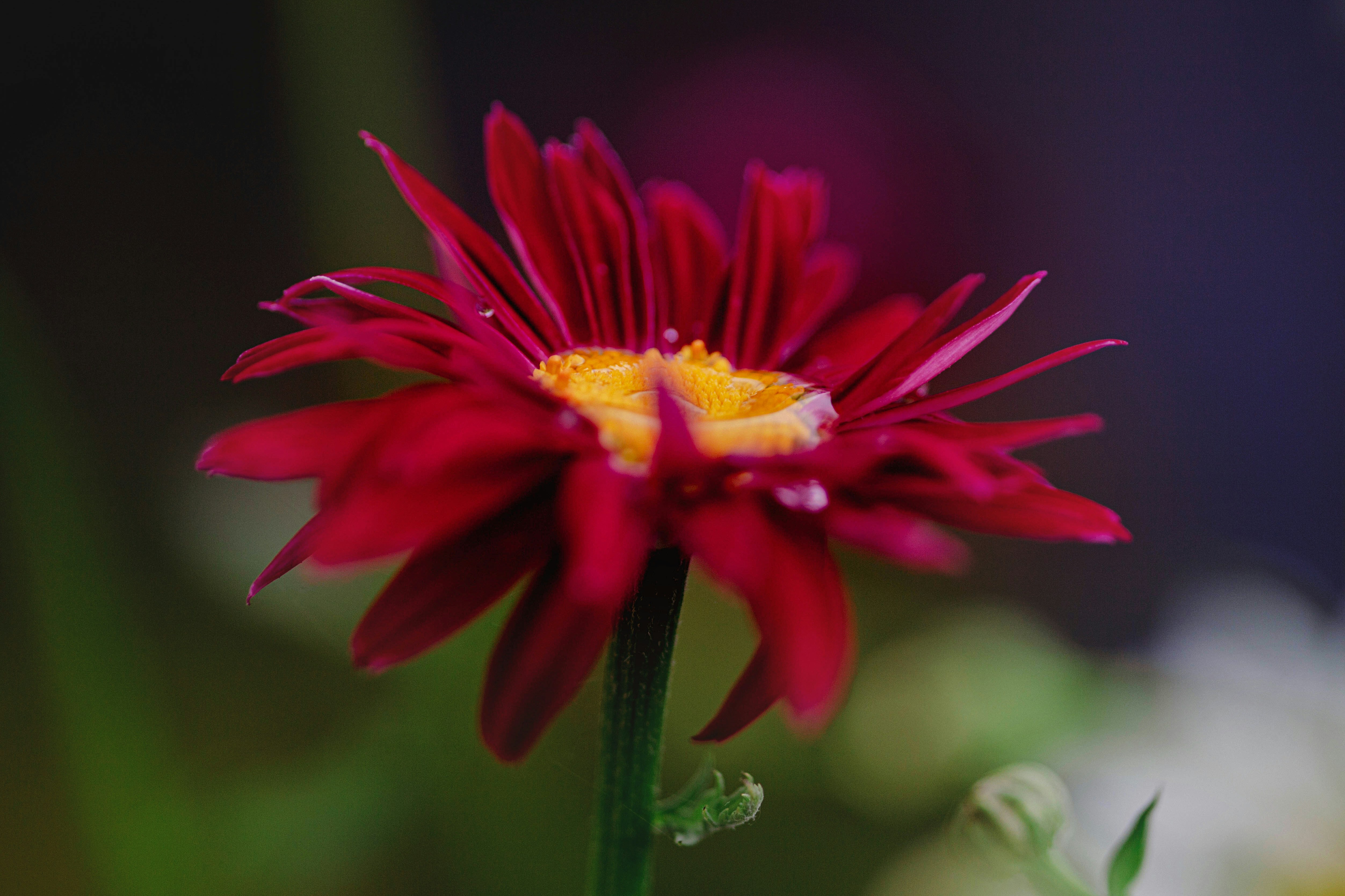 Crimson Bloom: A Close-Up of Velvet Petals and Sunlit Center