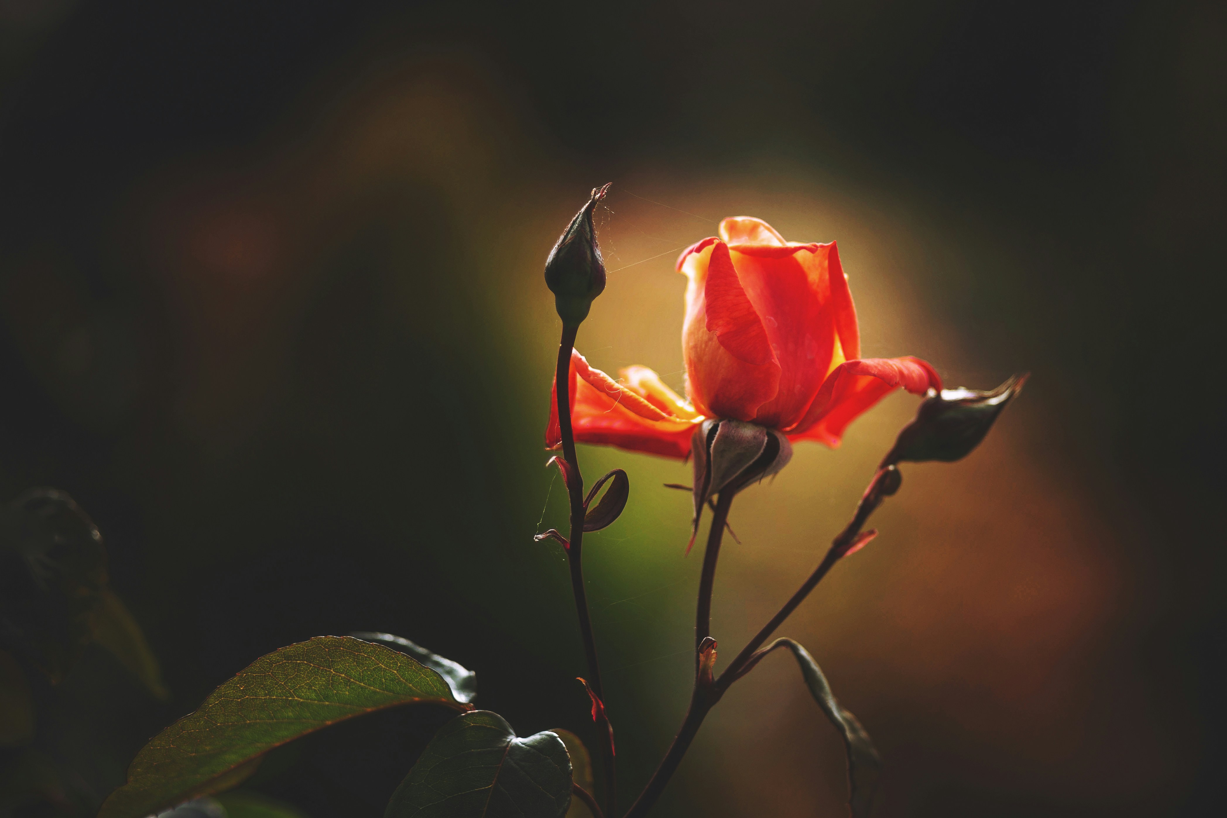 Amber Rose in Focus: A Delicate Bloom Under Soft Backlight