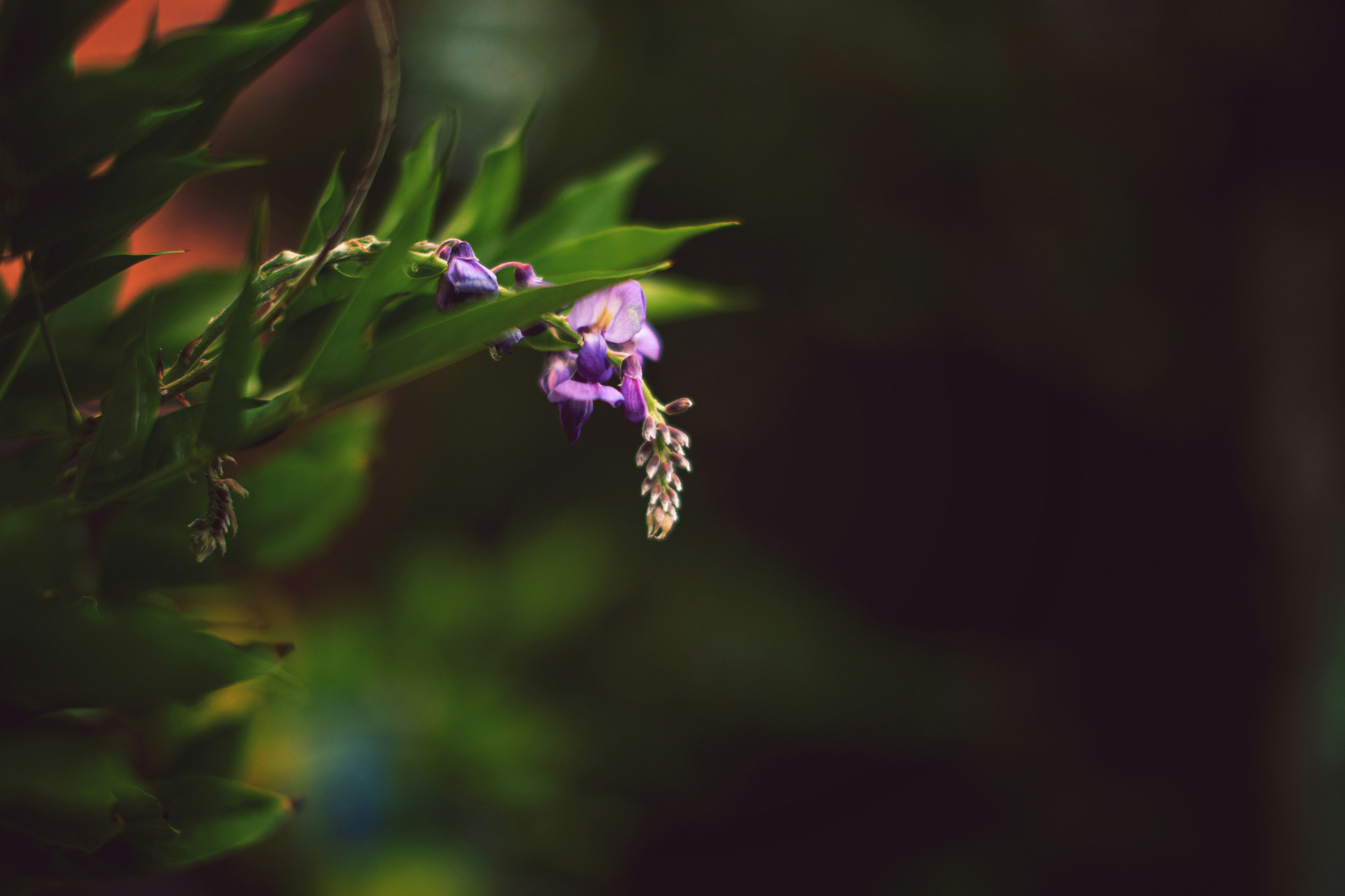 Purple tubular flowers bloom near the left edge with a dark, blurred background creating depth.