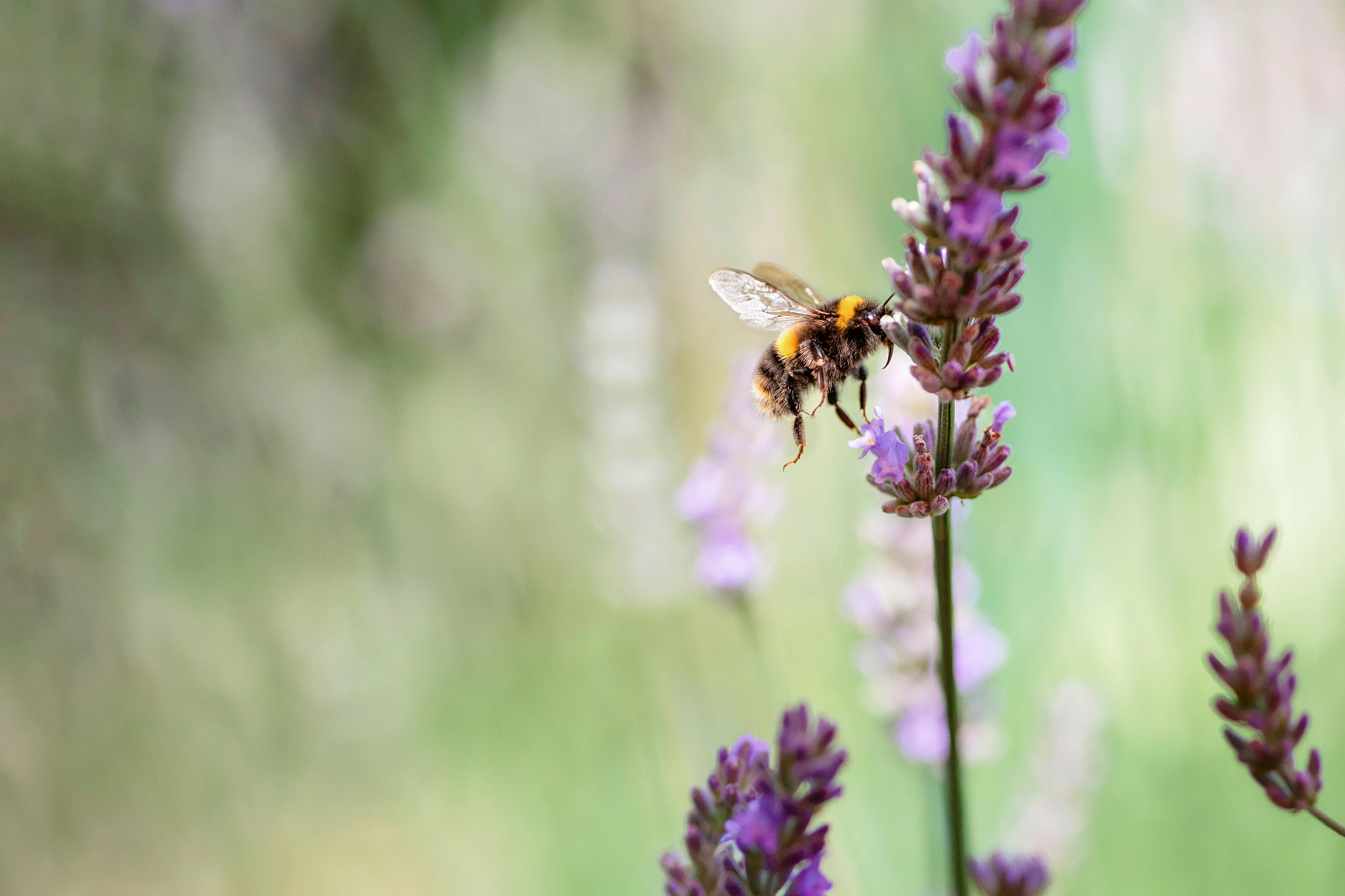 Hovering Nectar: A Bee Poised on Lavender