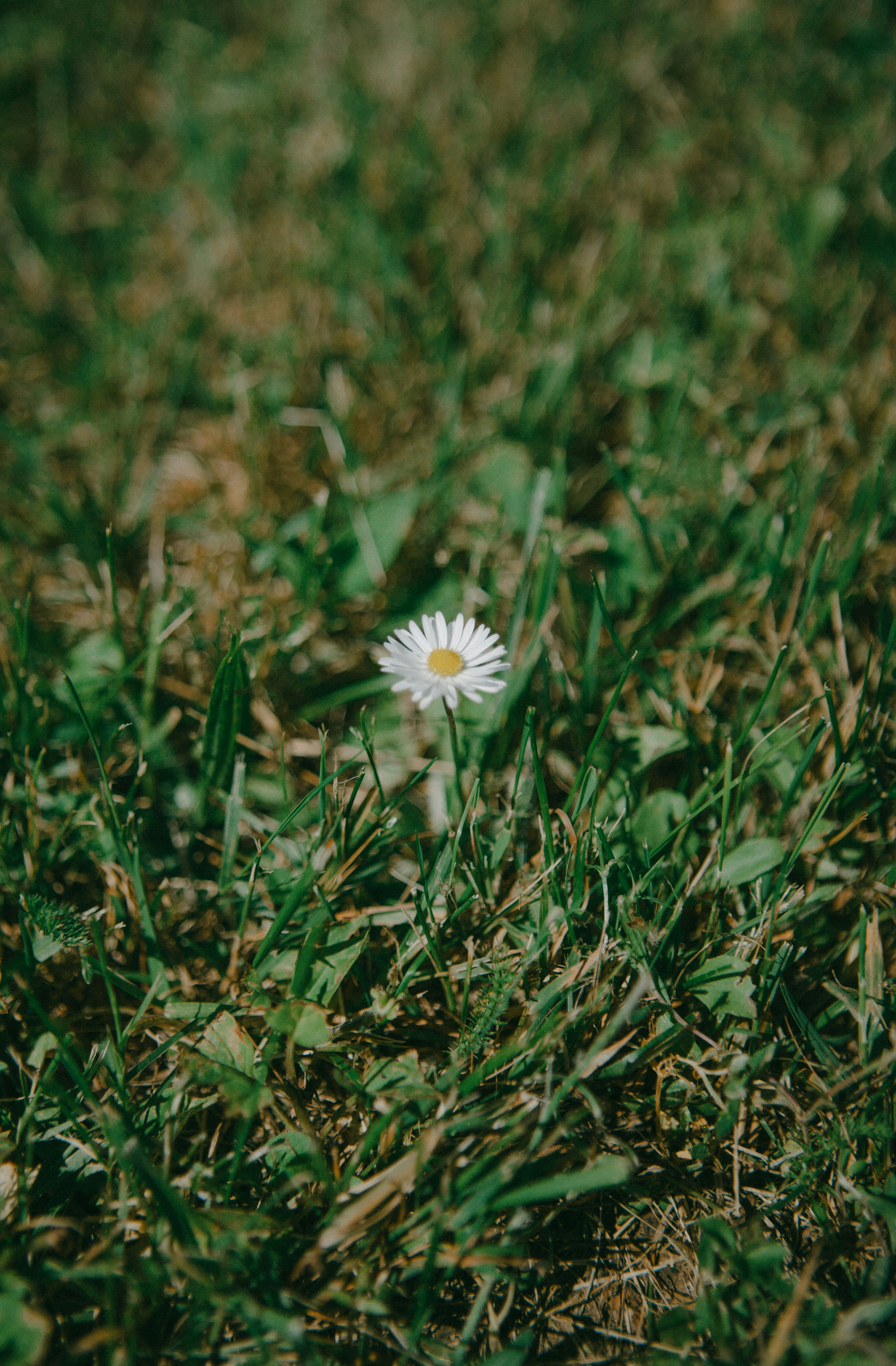  lone daisy amid sunlit grass