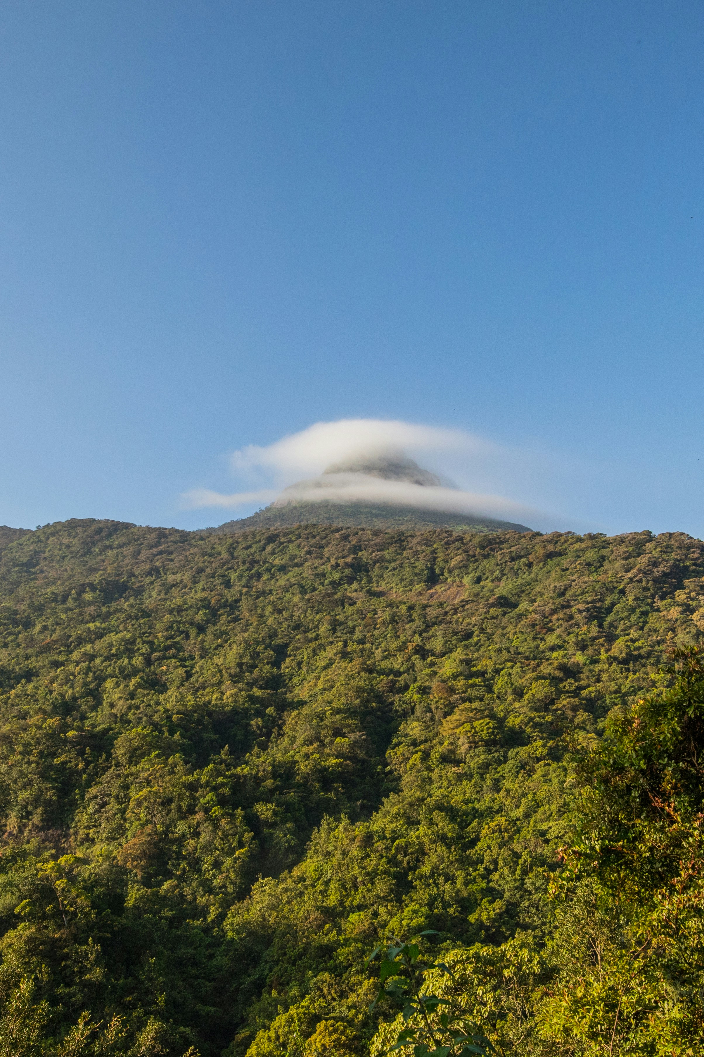 Cloud-Forged Summit: The Hilltop Veiled in Gentle Mist