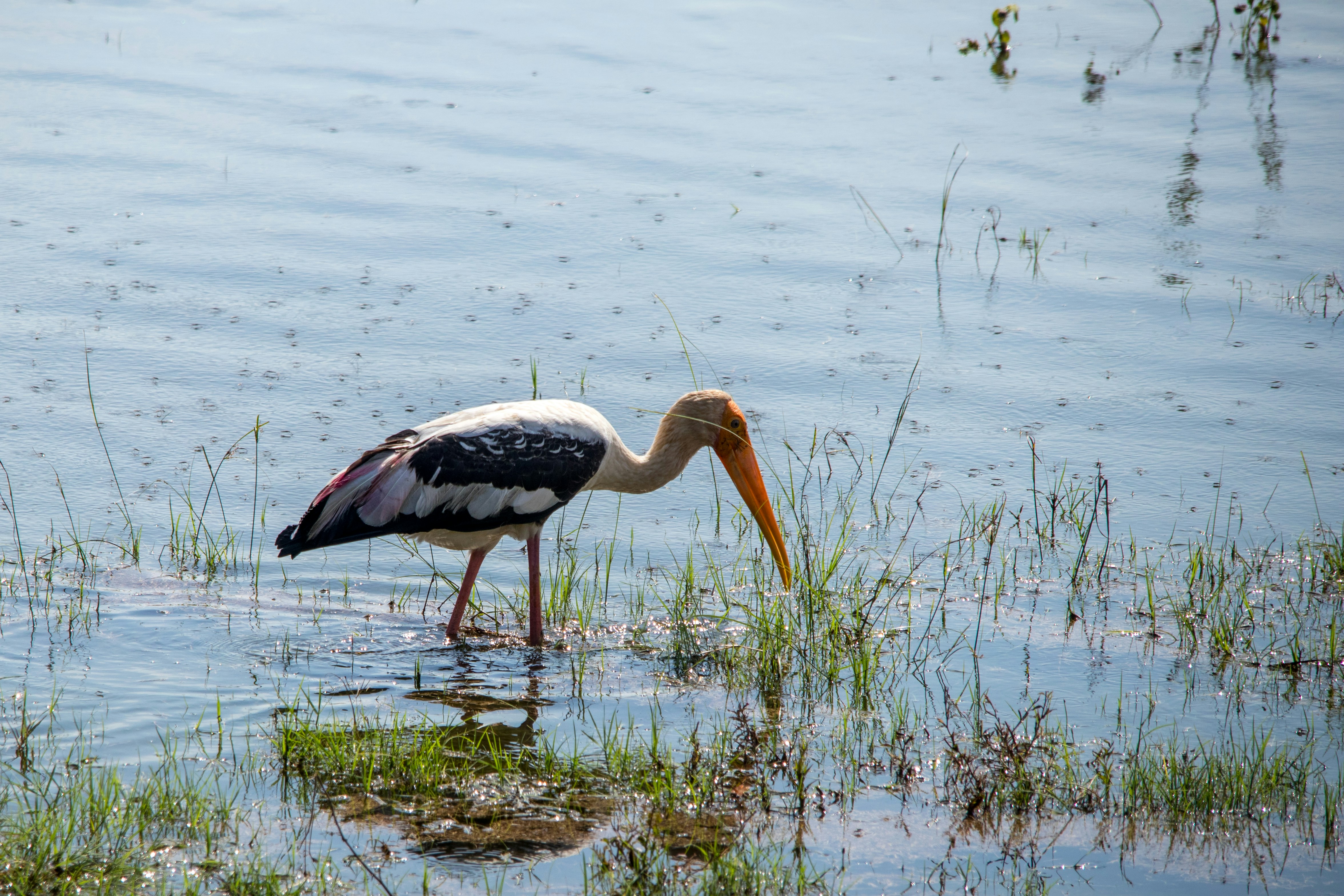 Long-legged Heron Wading through a Quiet Marsh