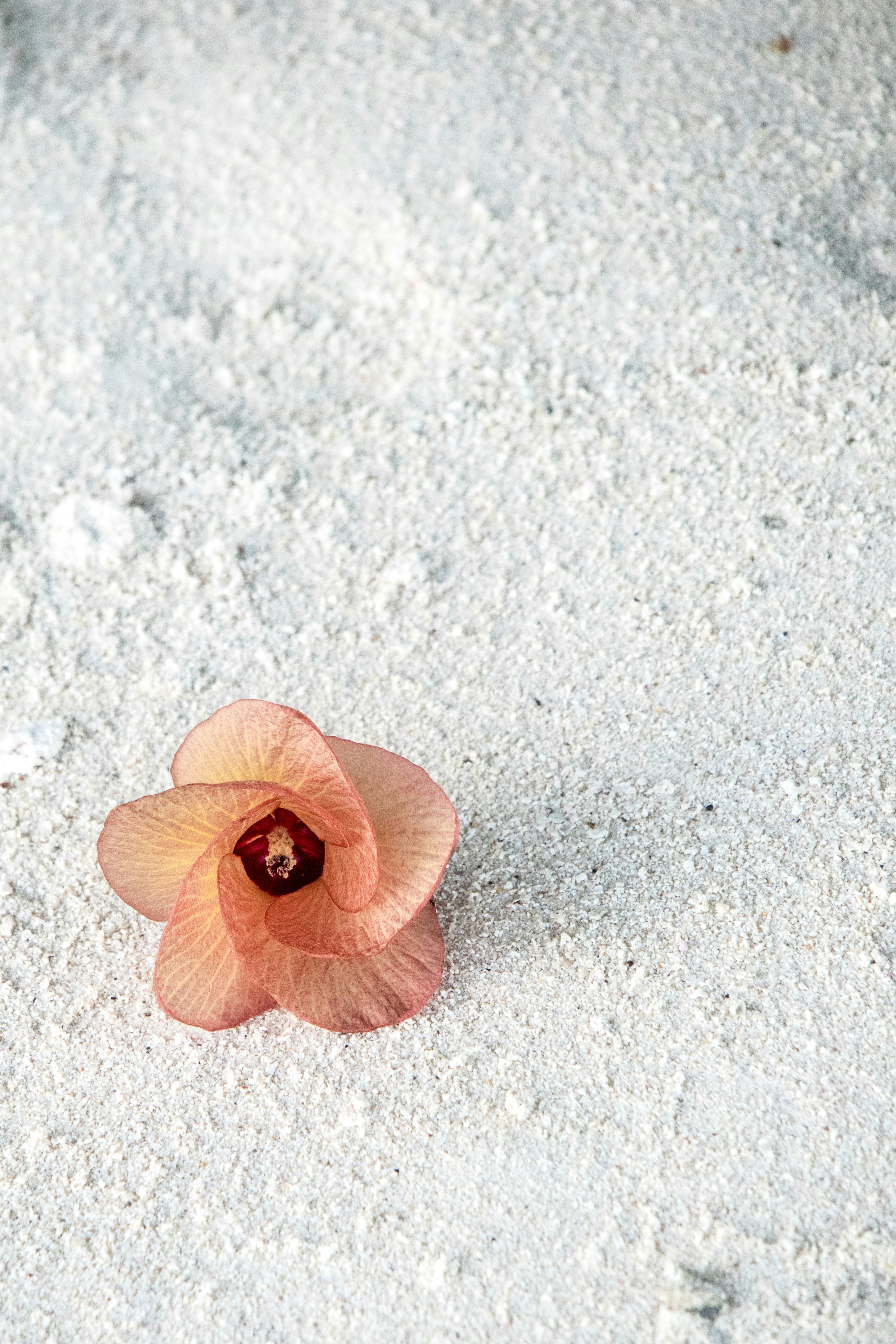 Dusty Pink Blossom on Snow: a lone petal resting in a frost-white landscape