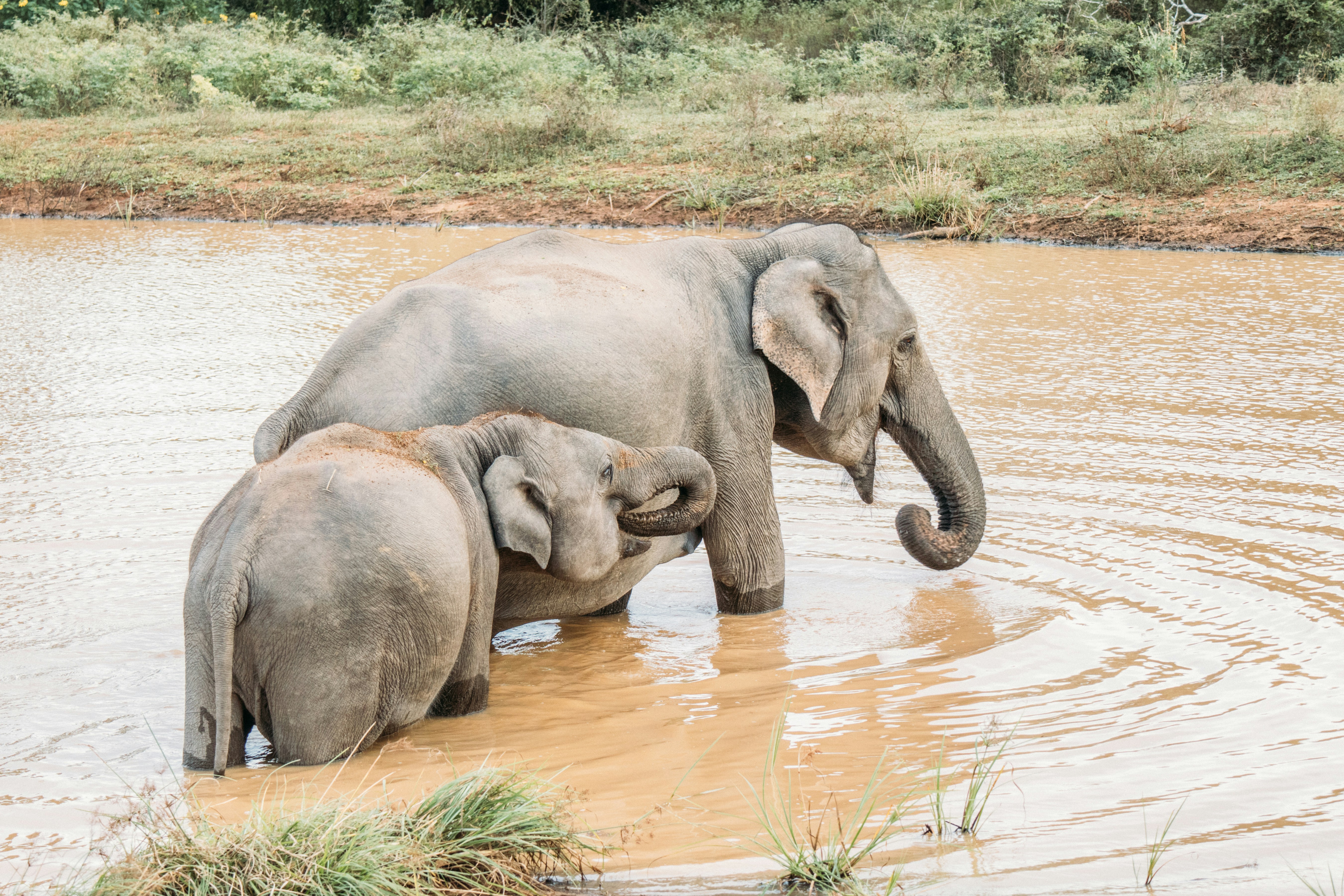 Linked in Mud: A Pair of Elephants Share a Quiet Moment at Water's Edge