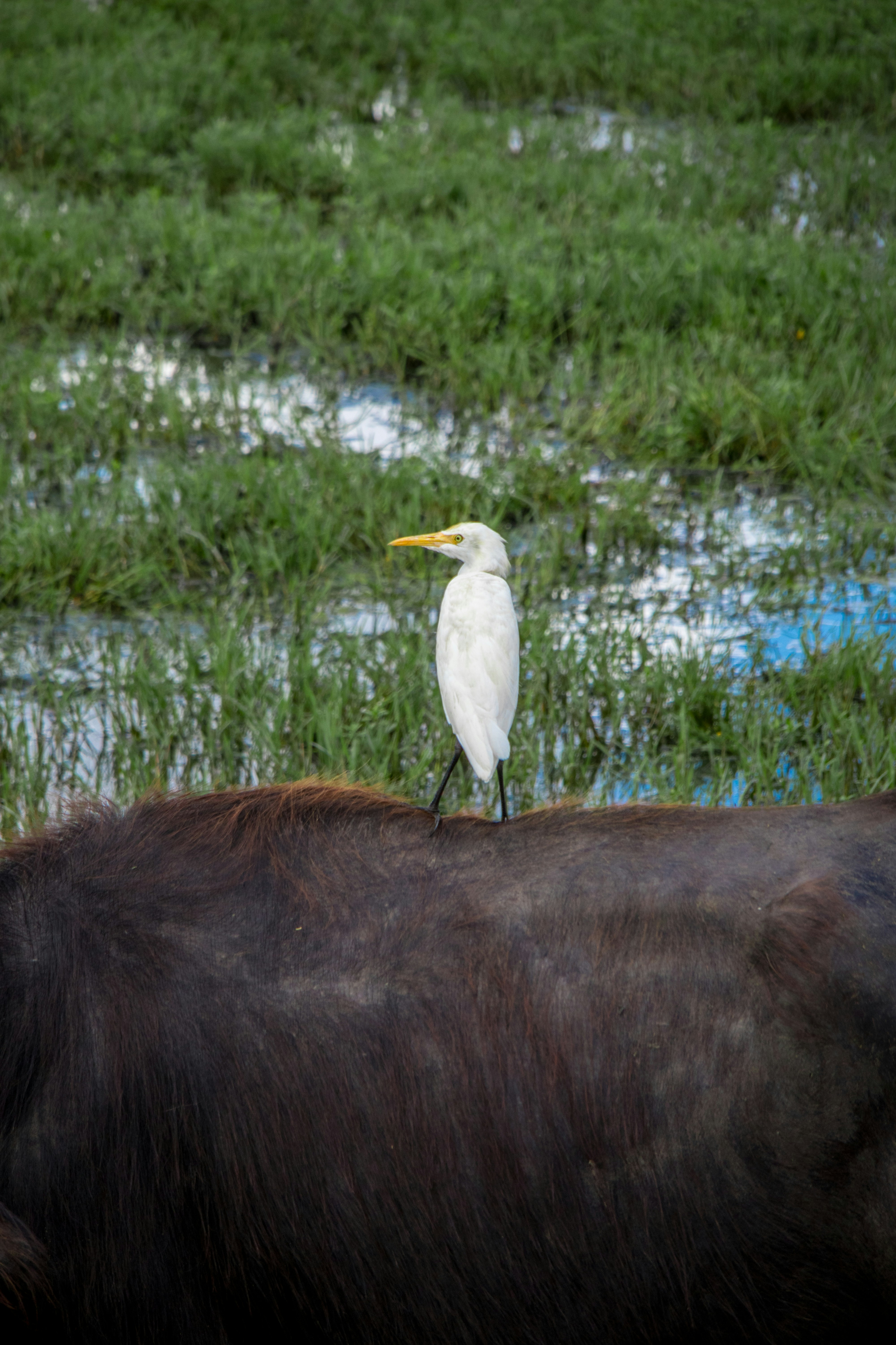 Heron on the Crest: A White Wading Bird Across a Grazed Muck