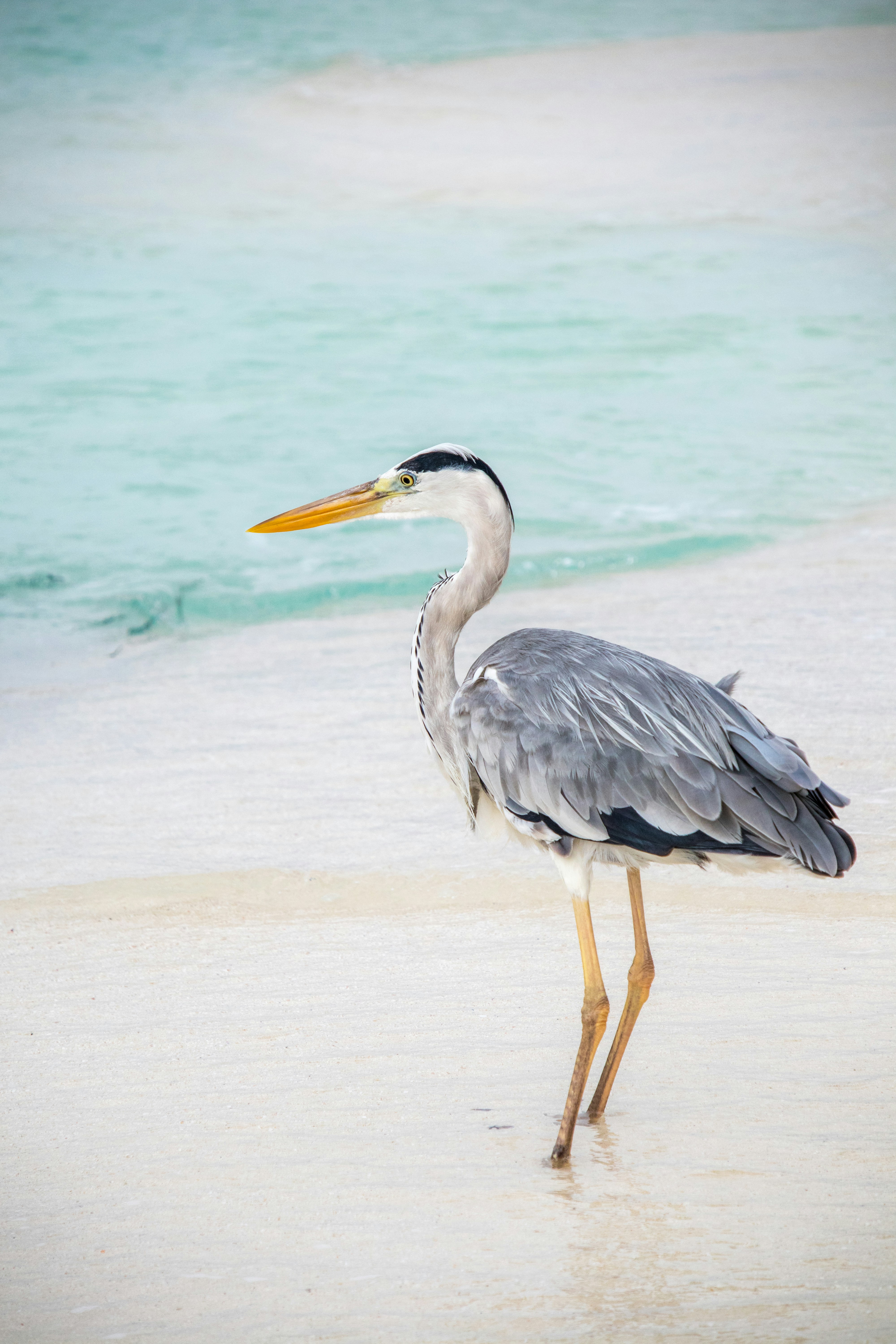 Heron on Coral Sands: A Quiet Shoreline Portrait