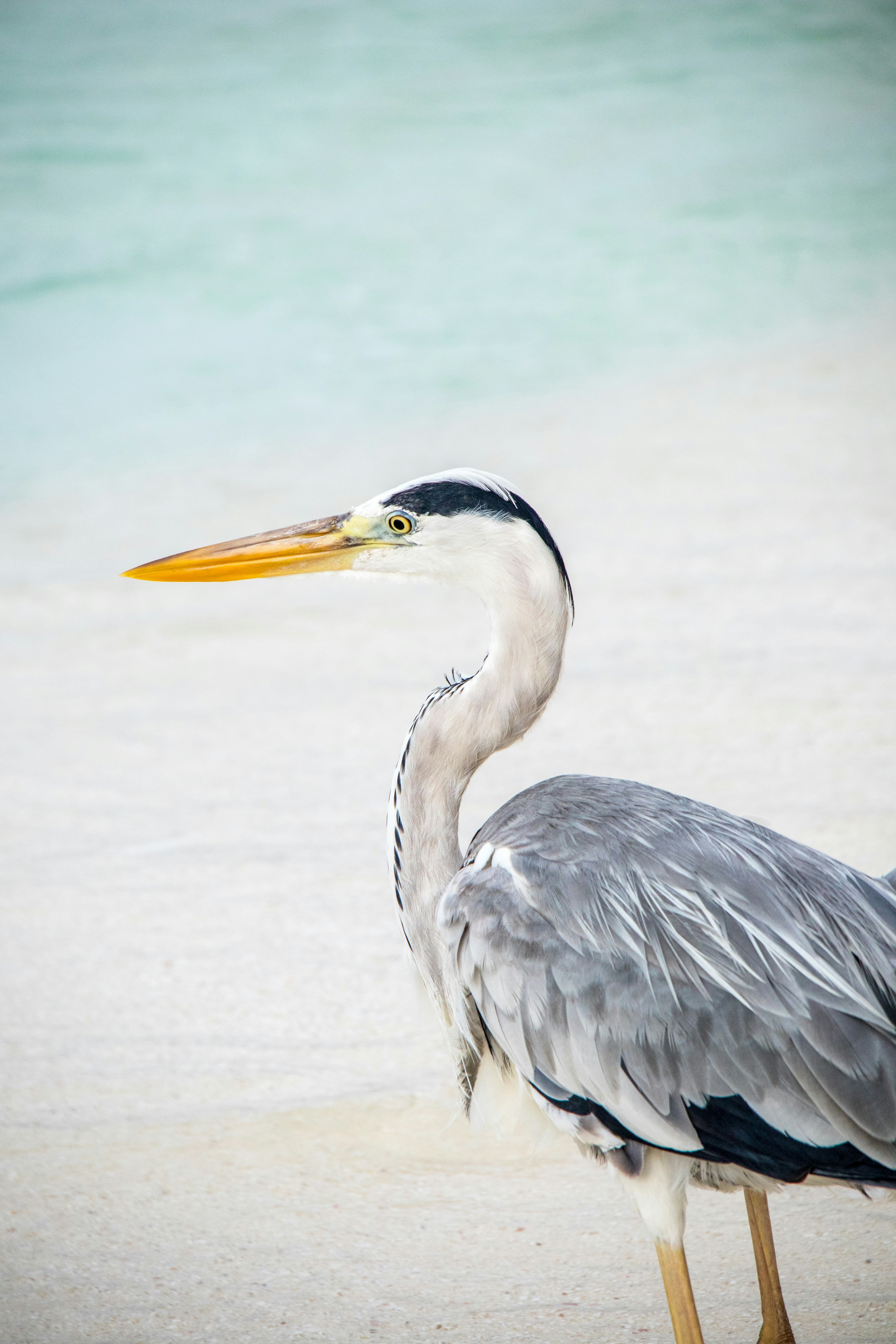 Heron at the Shallow Edge: Quiet Profile Over Turquoise Waters