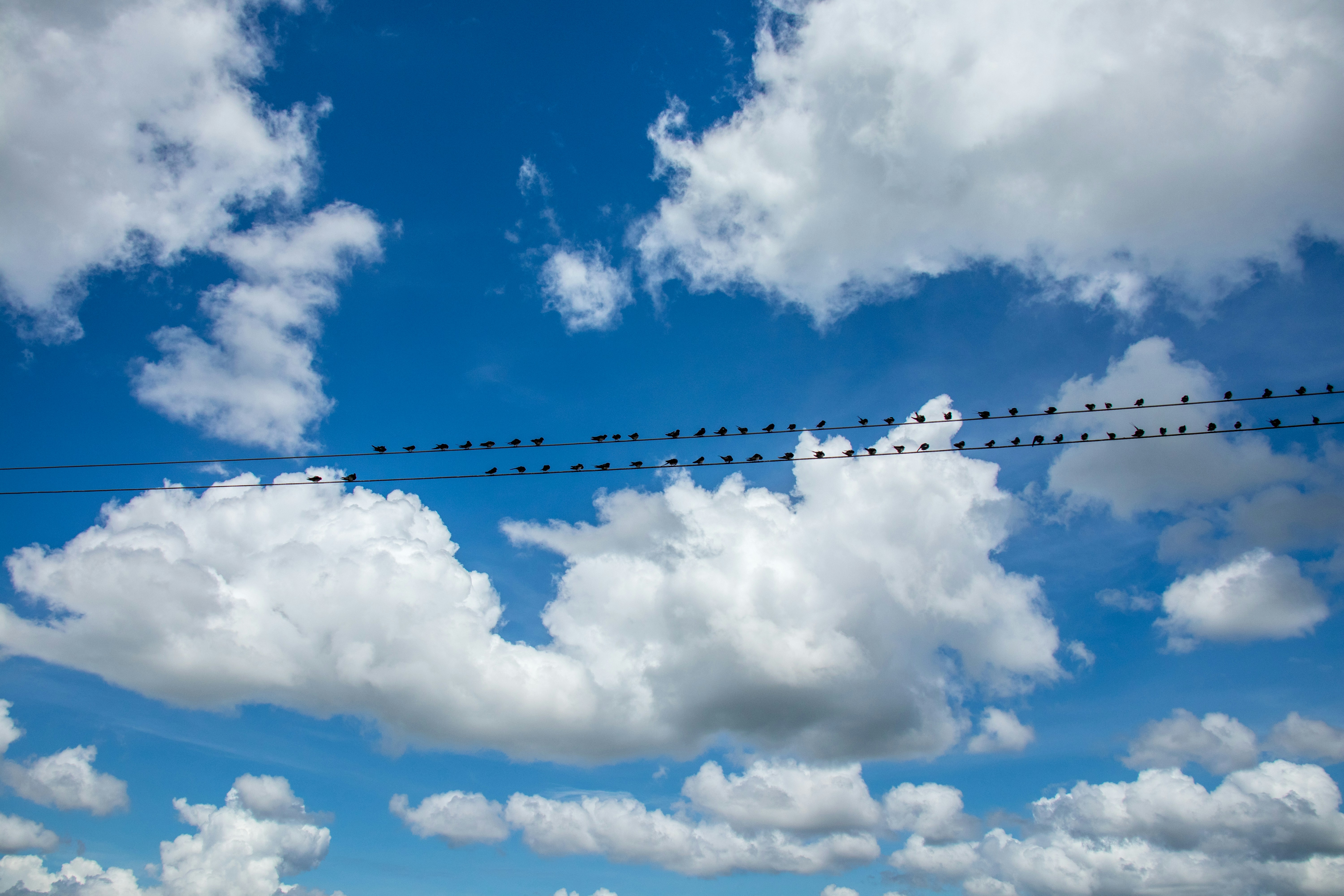 Row of silhouetted birds across a bright, puffy sky