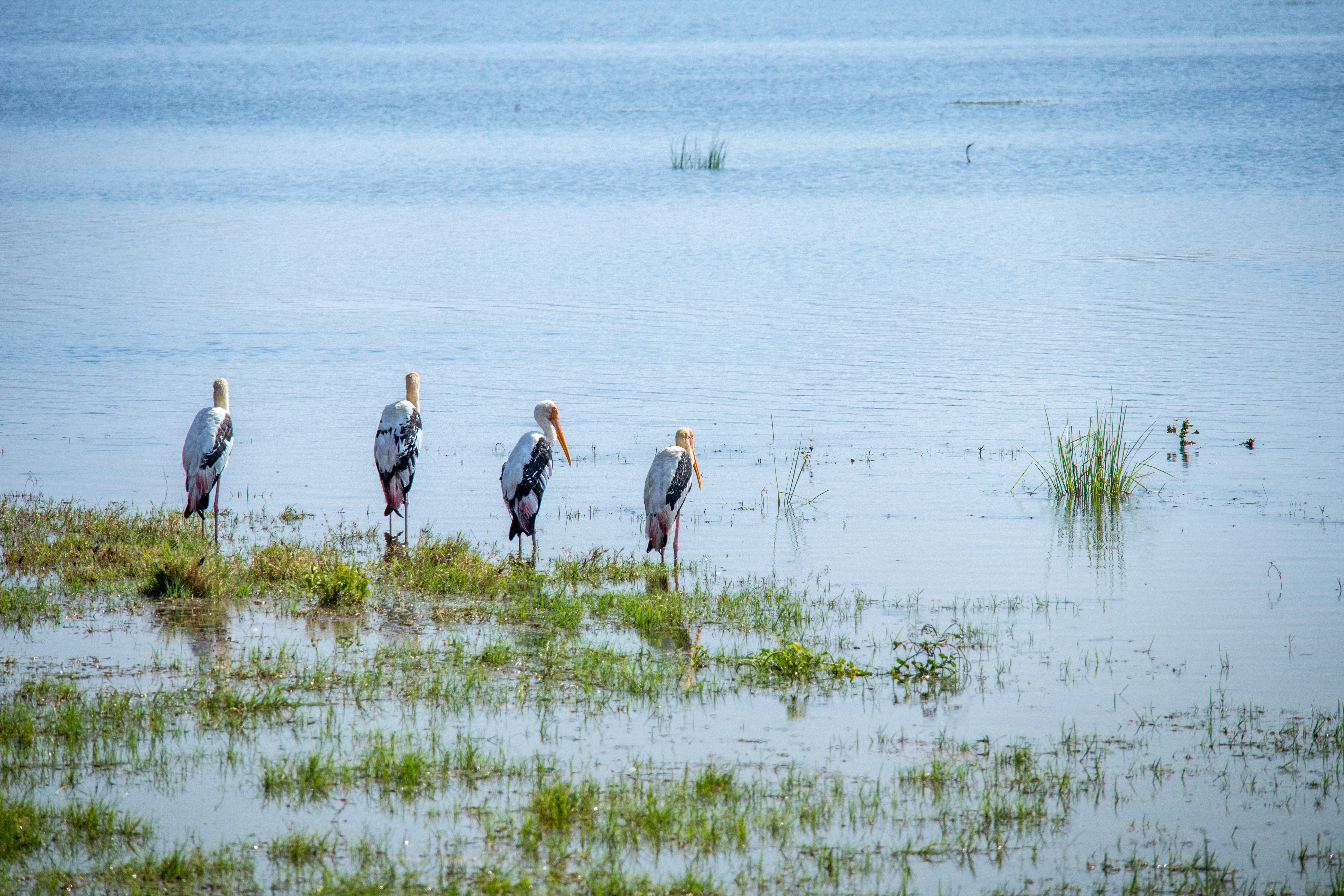 Quartet at the Edge: Four Grey Herons on a Quiet Wetland