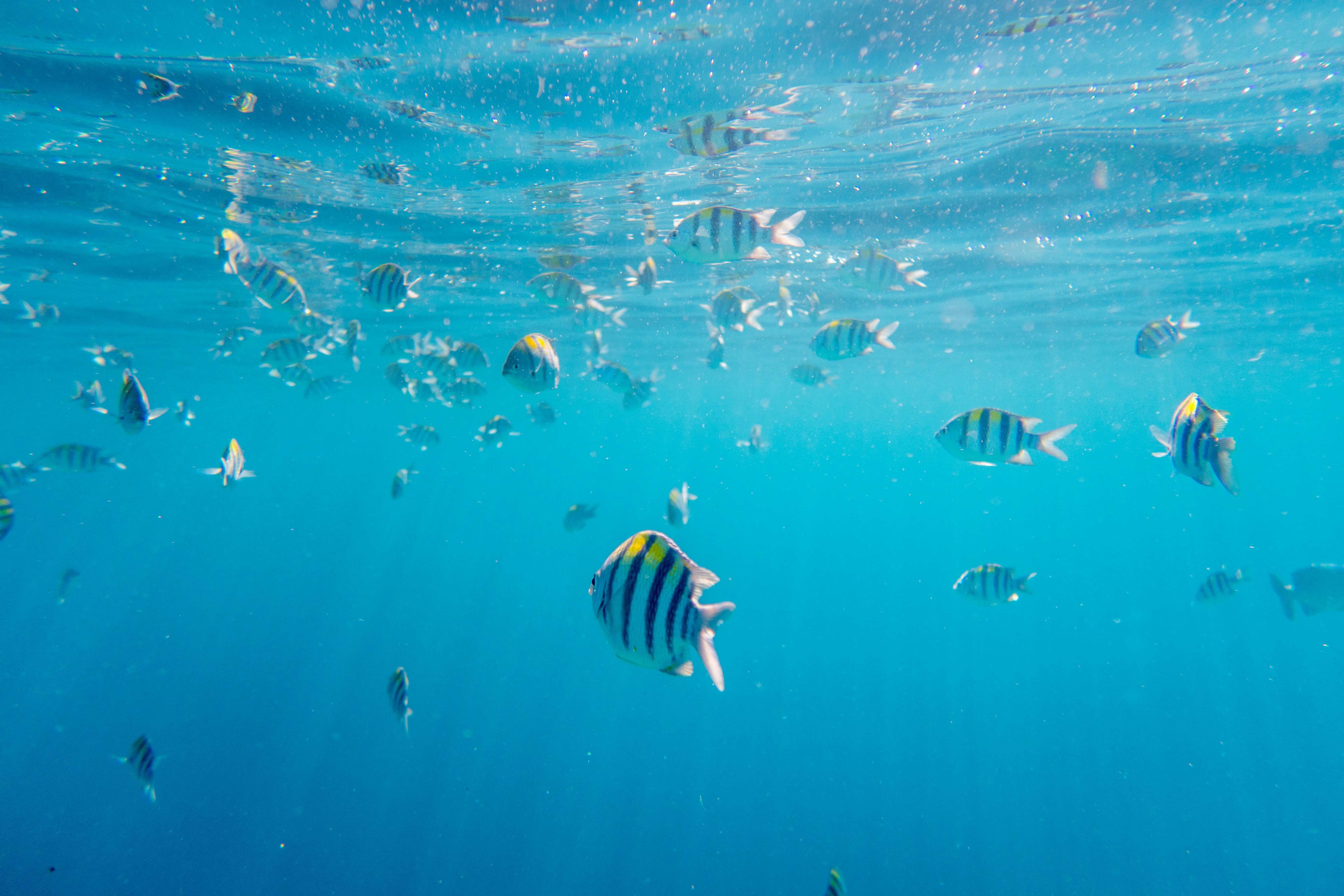 School of striped sergeant major fish drift through sunlit blue waters