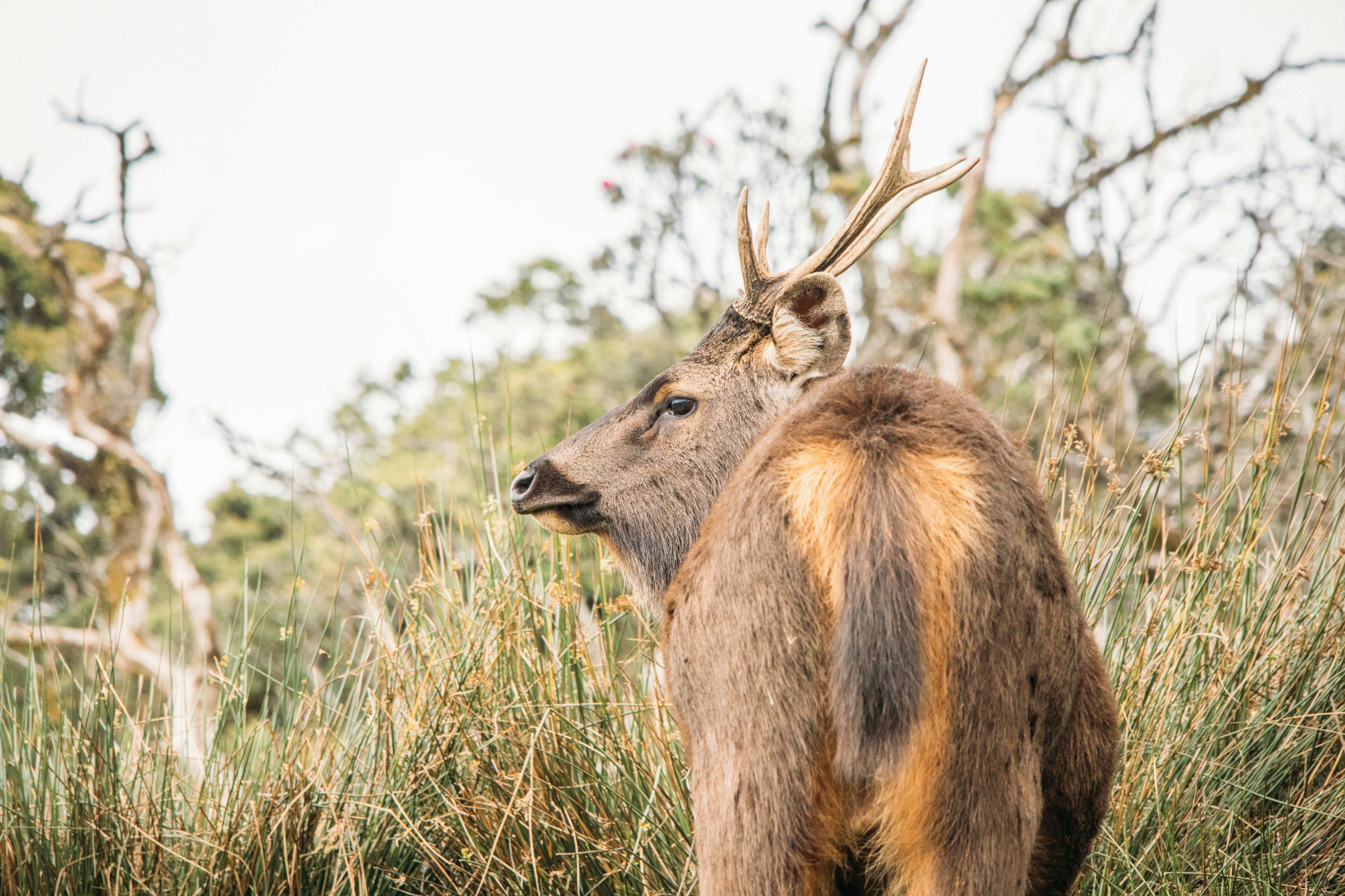 Stately Antlered Silhouette Amid Tall Grass