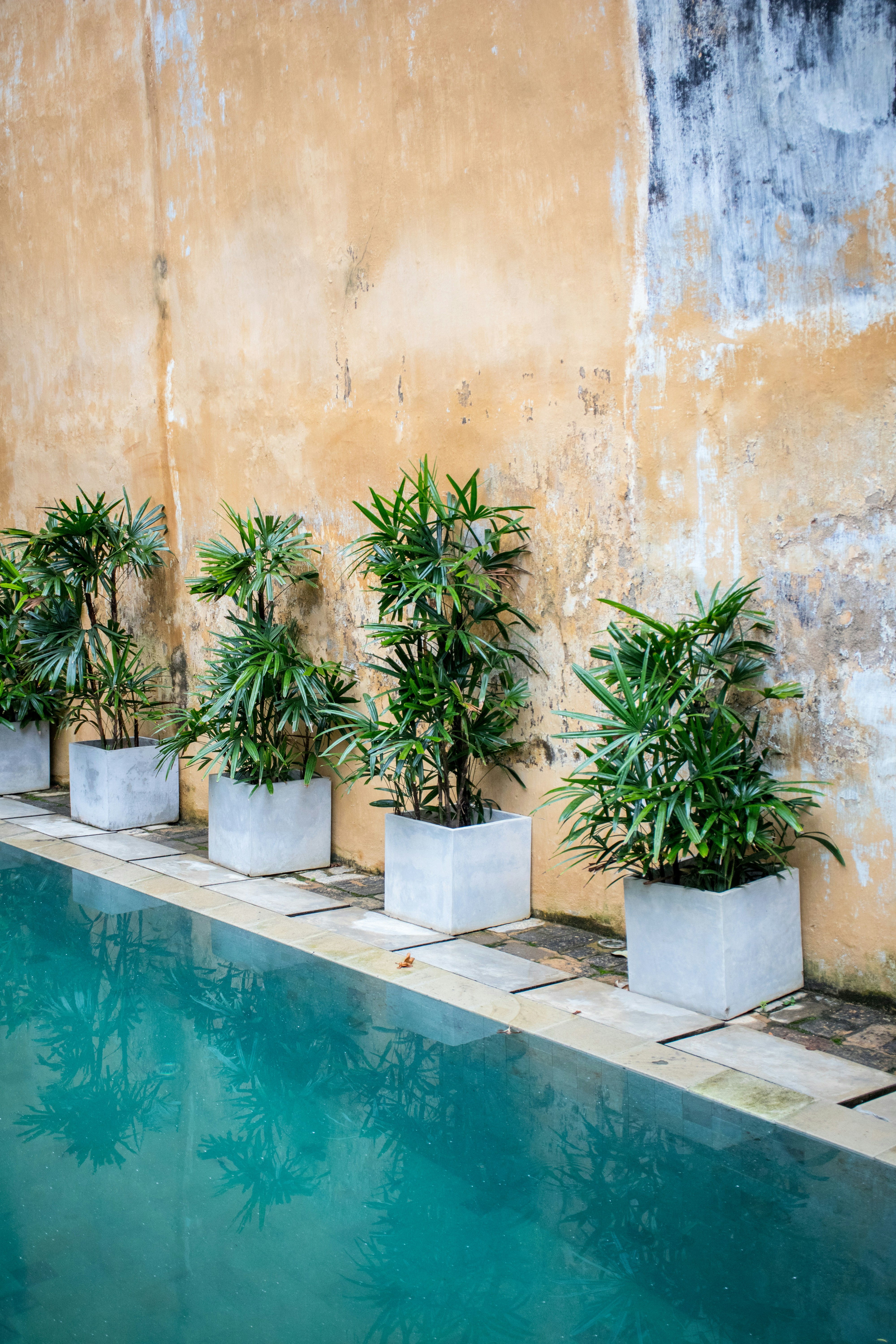 Row of potted palms leaning against sun-washed wall by a tranquil pool