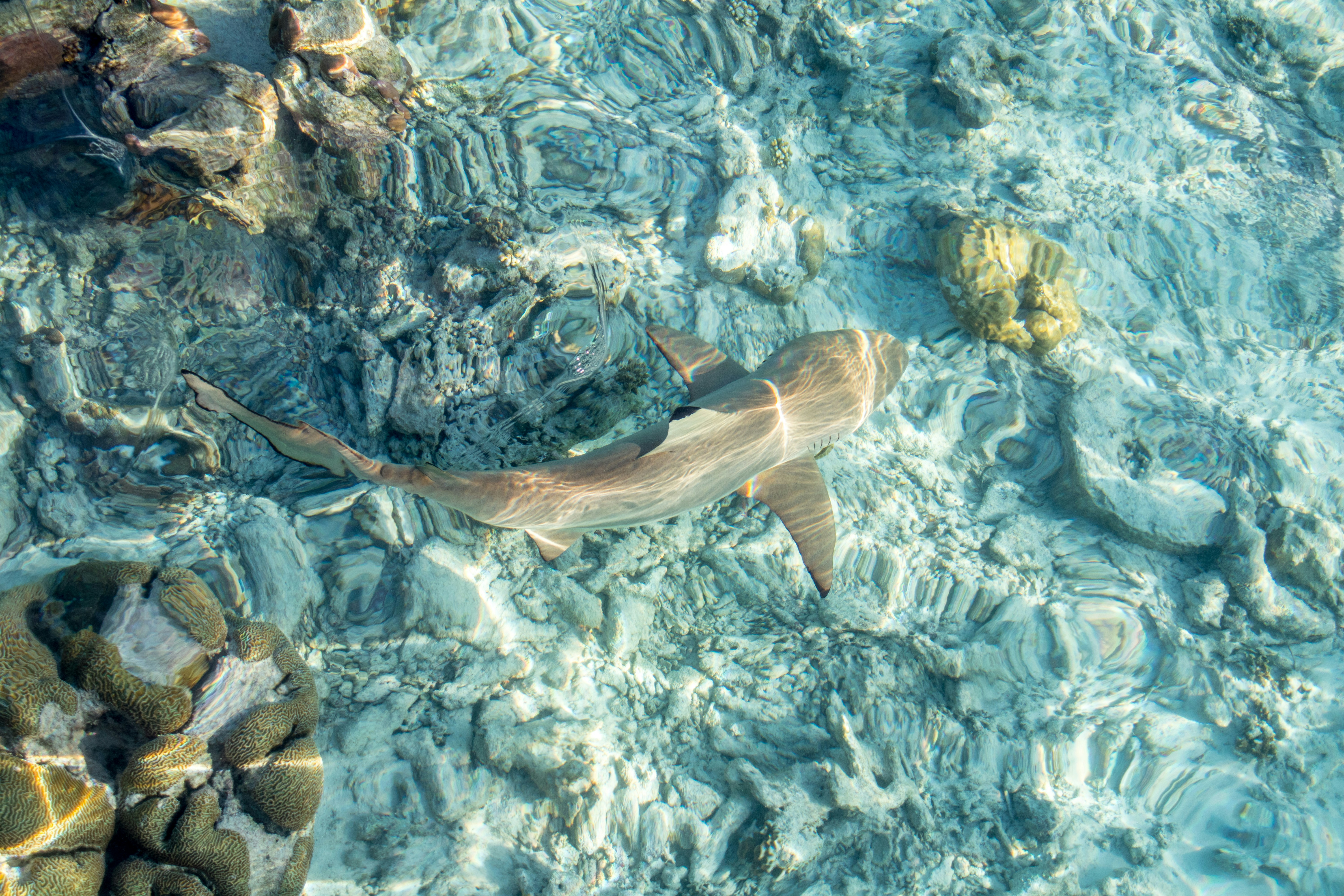Transparent Hunter: A Reef-Shaded Shark Glides Above the Icy-Mapphire Sealife