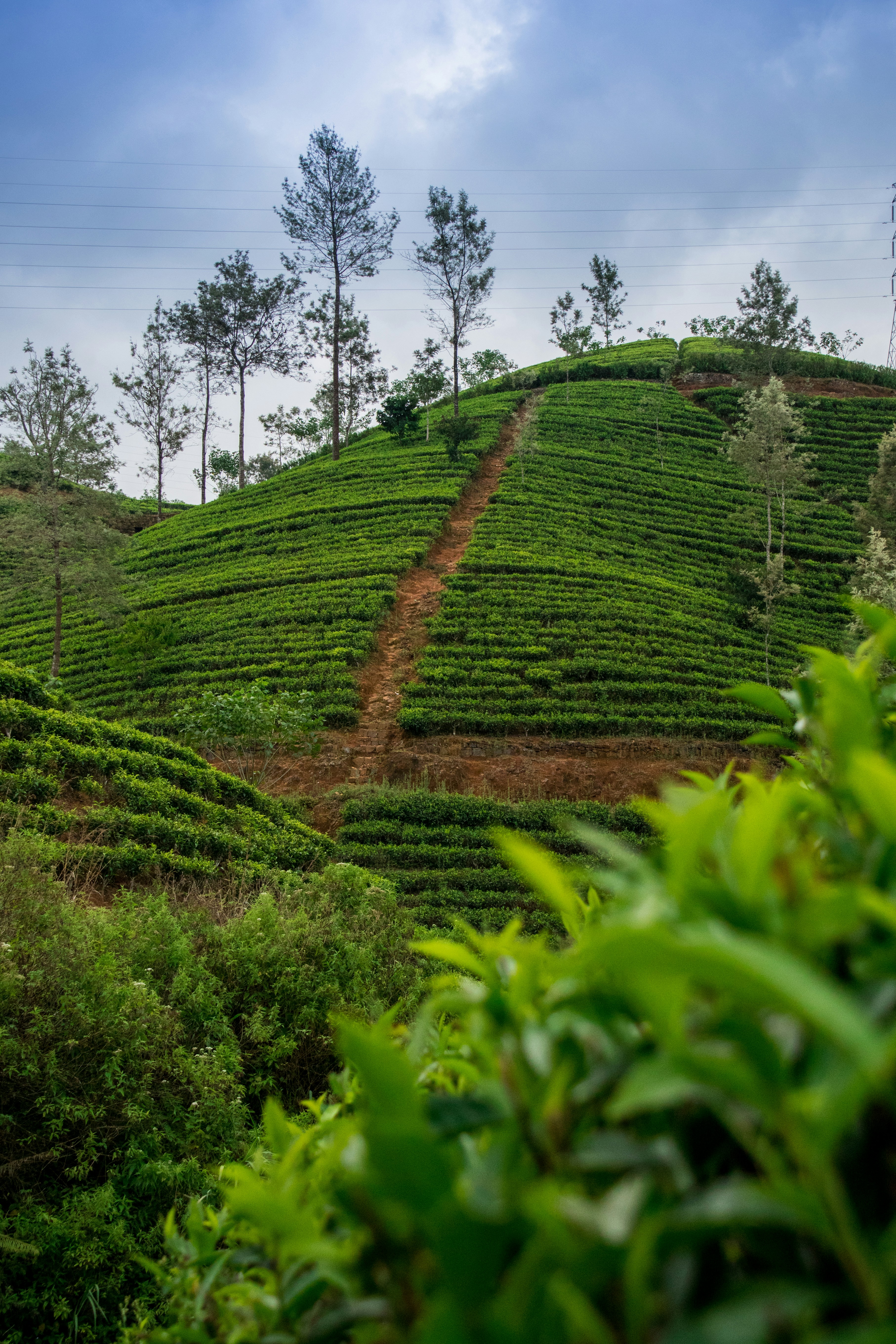 Hillcrest Tea Rows Under a Narrow Blue Sky