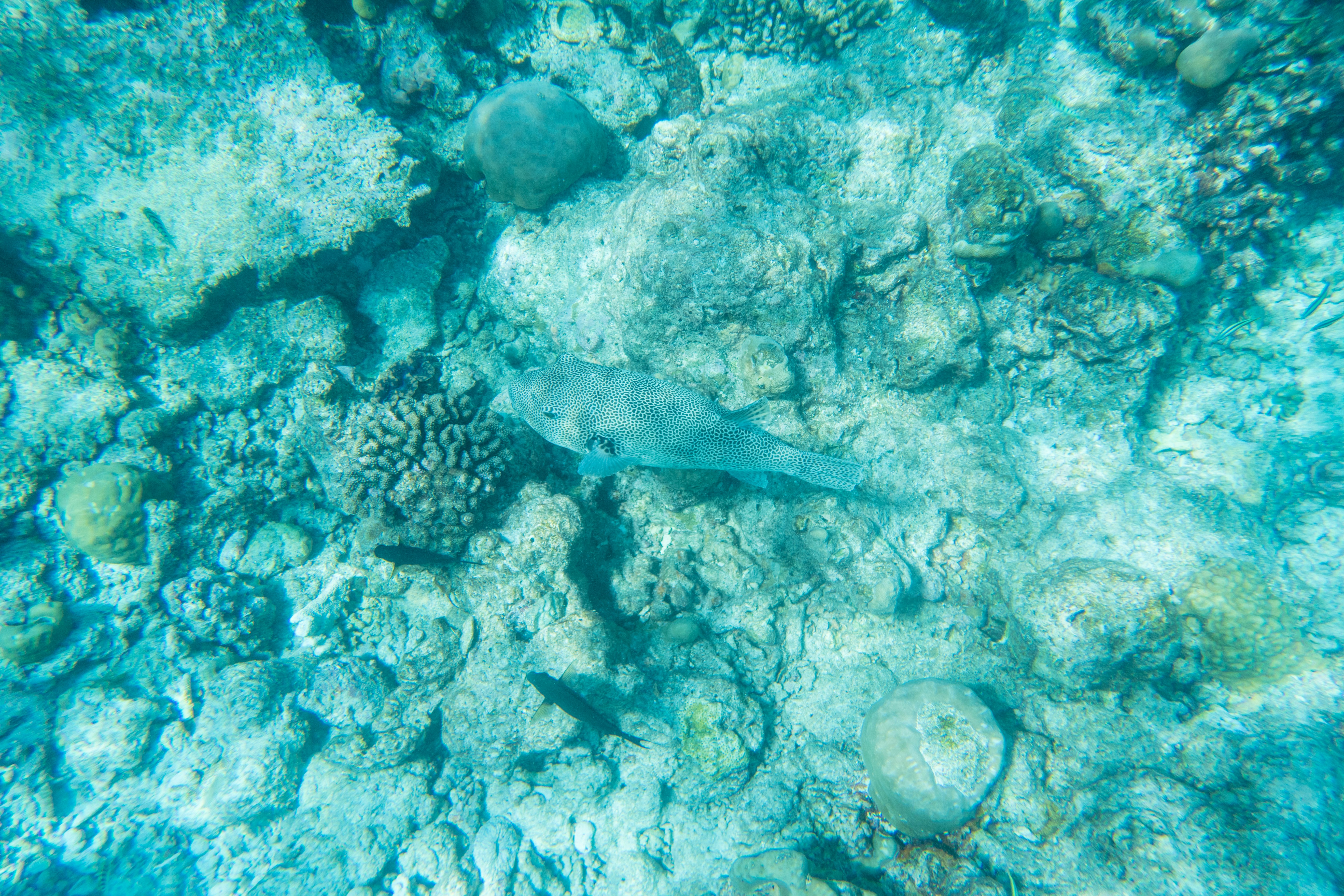 Hidden Reef Dwellers: A Quiet Amid the Coral Crags