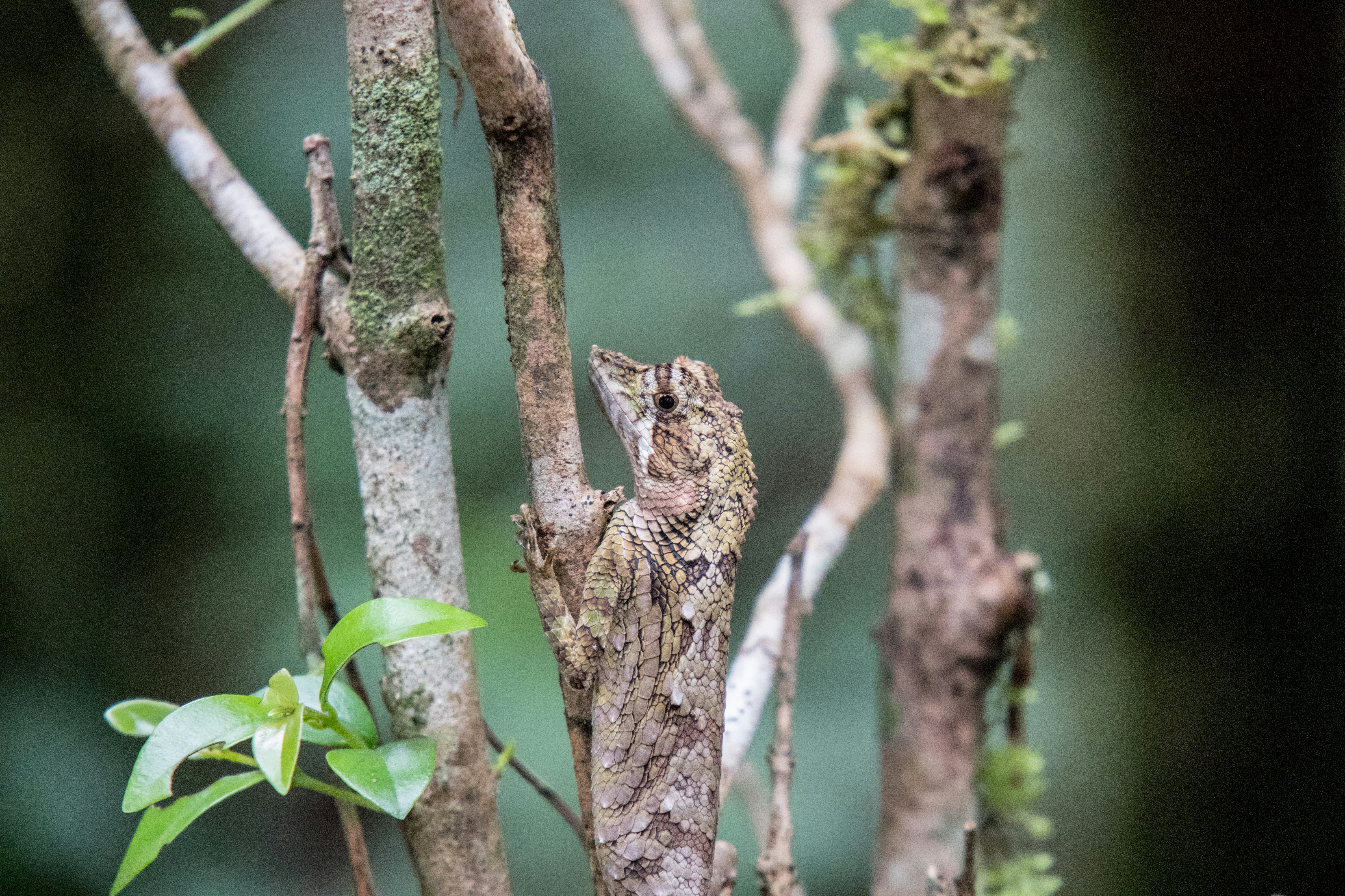 Camouflaged Lizards Eyes Above Bark: A Quiet Forest Portrait
