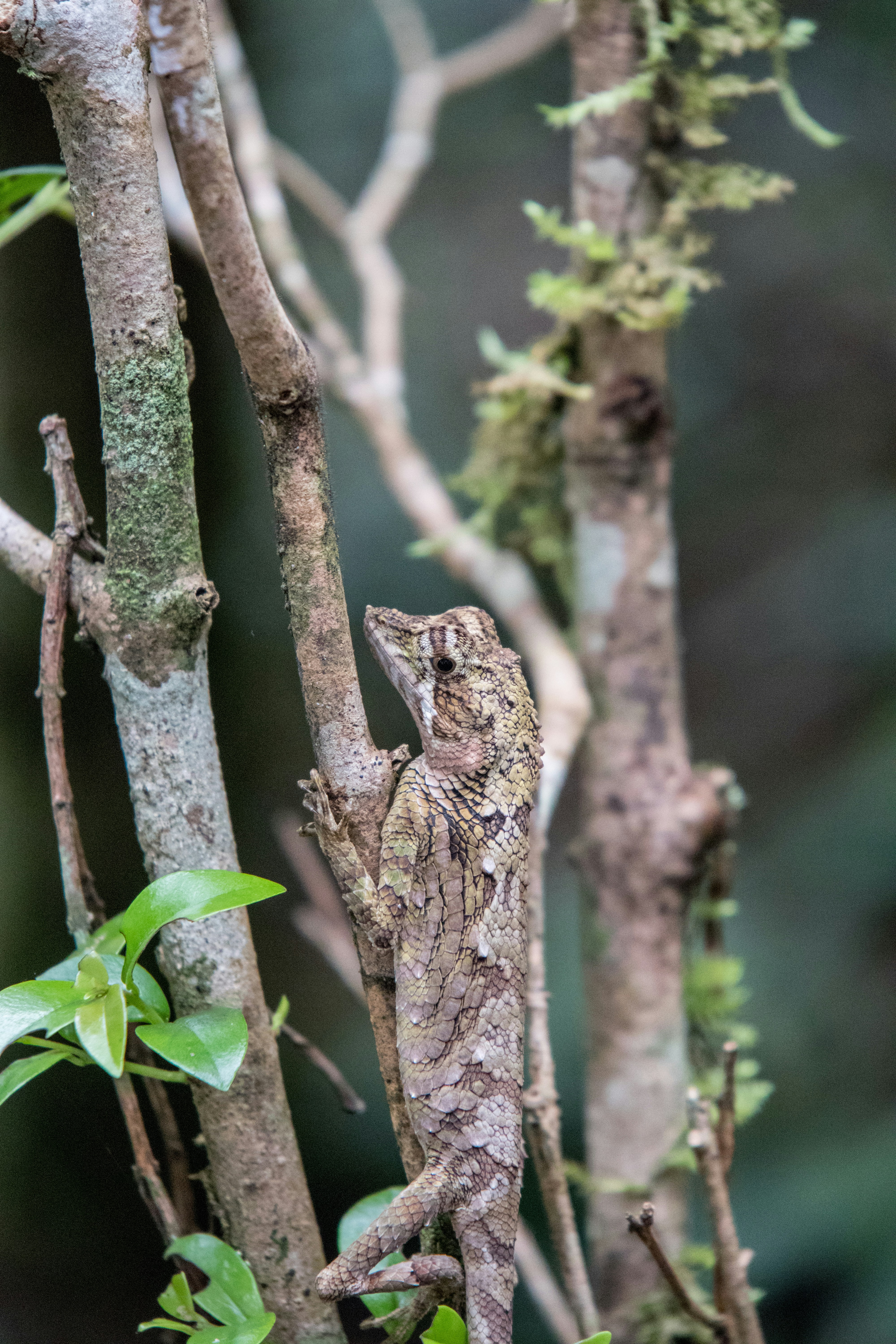 Hidden Arboreal Assassin: A Lizard Clings to Mossy Tree